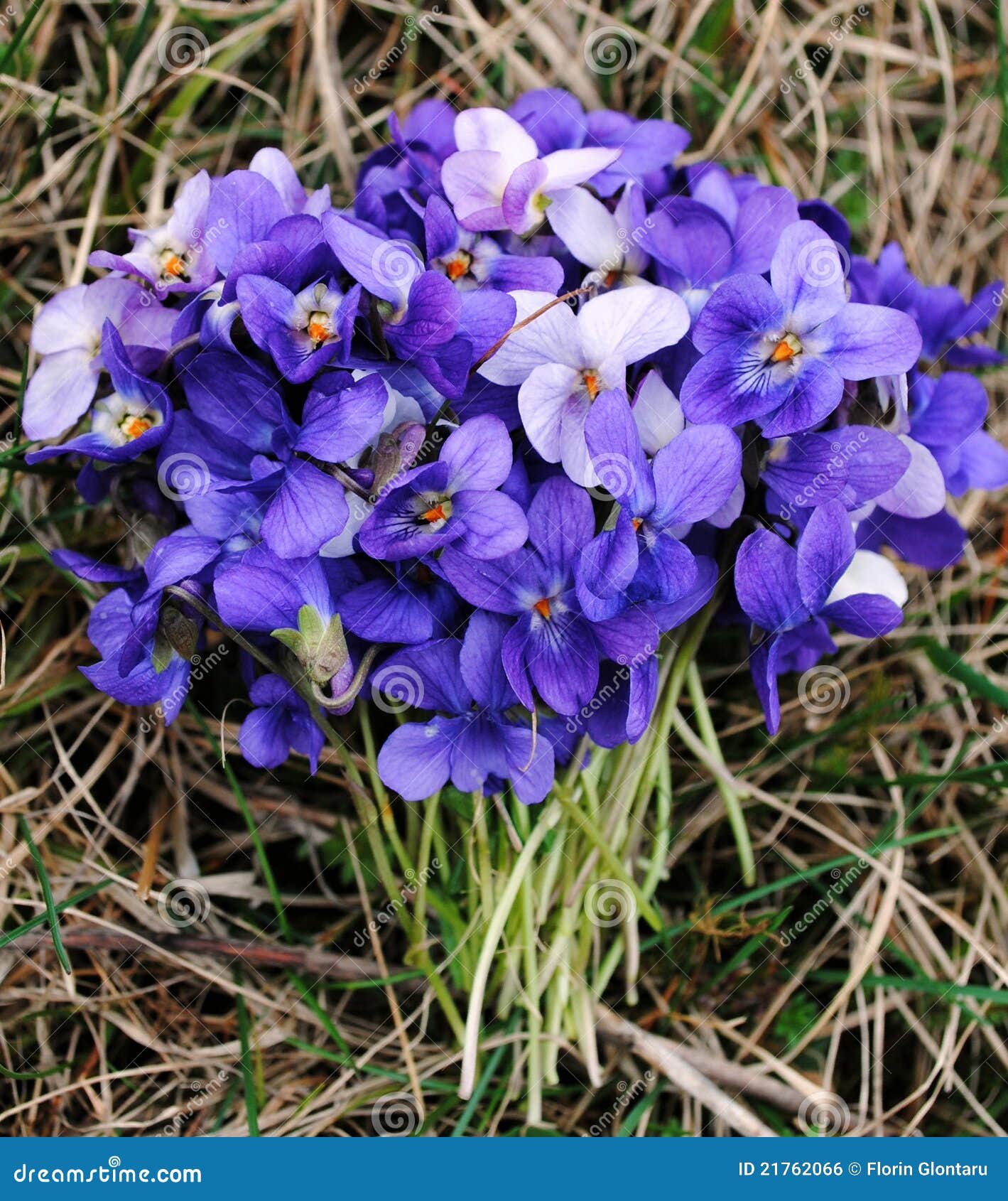 Ramo de violetas foto de archivo. Imagen de resorte, temprano - 21762066