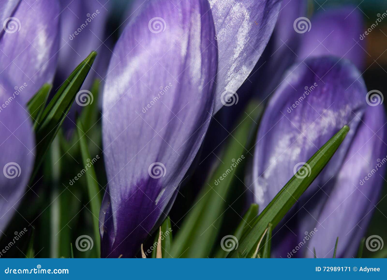 Ramo de violetas fotos de Stock - Registrate Gratis