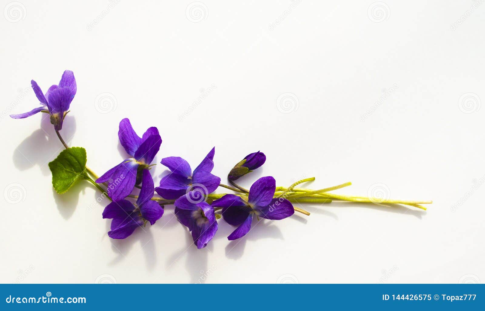 Ramo De Violetas Aisladas En El Fondo Blanco Imagen de archivo - Imagen ...