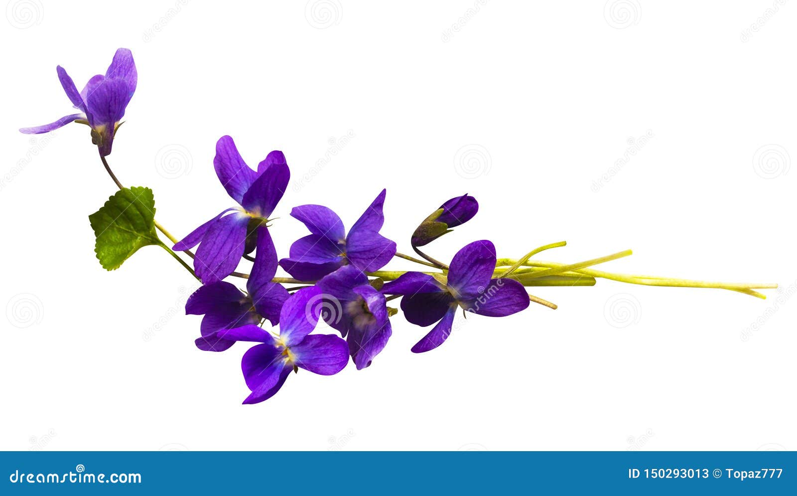 Ramo De Violetas Aisladas En El Fondo Blanco Imagen de archivo - Imagen ...