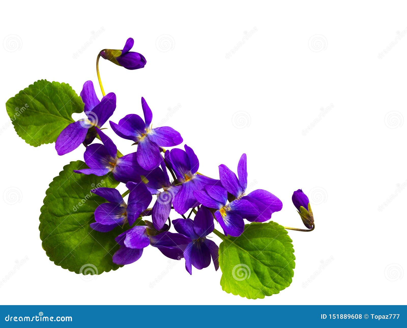 Ramo De Violetas Aisladas En El Fondo Blanco Foto de archivo - Imagen ...