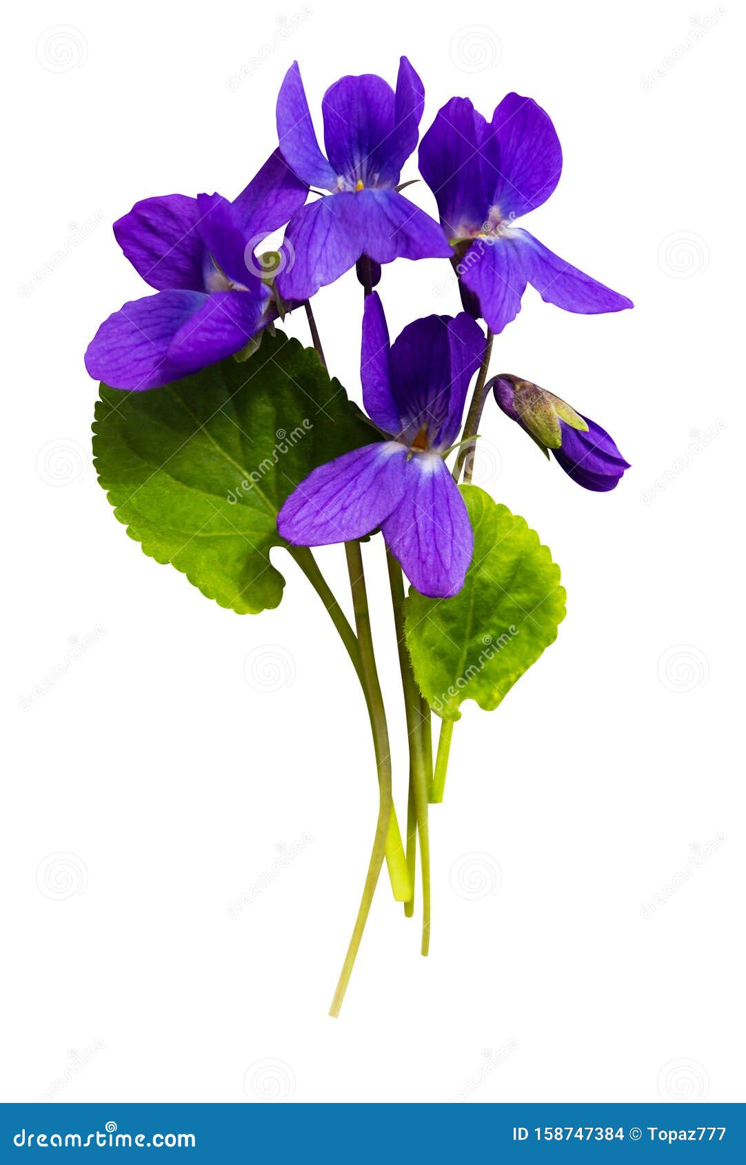 Ramo De Violetas Aislado En Fondo Blanco Foto de archivo - Imagen de ...