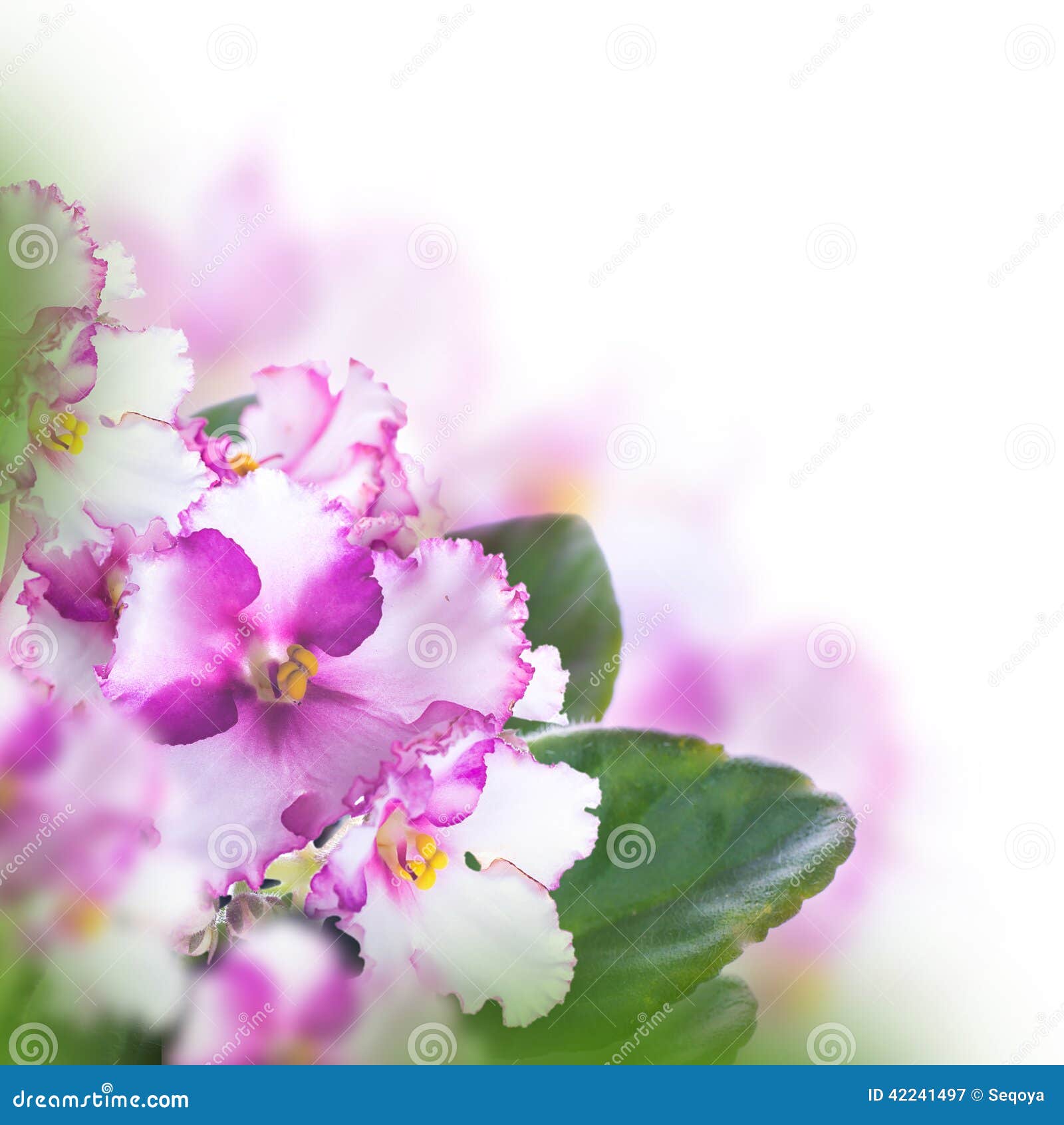 Ramo De Violetas De La Primavera Imagen de archivo - Imagen de madera ...