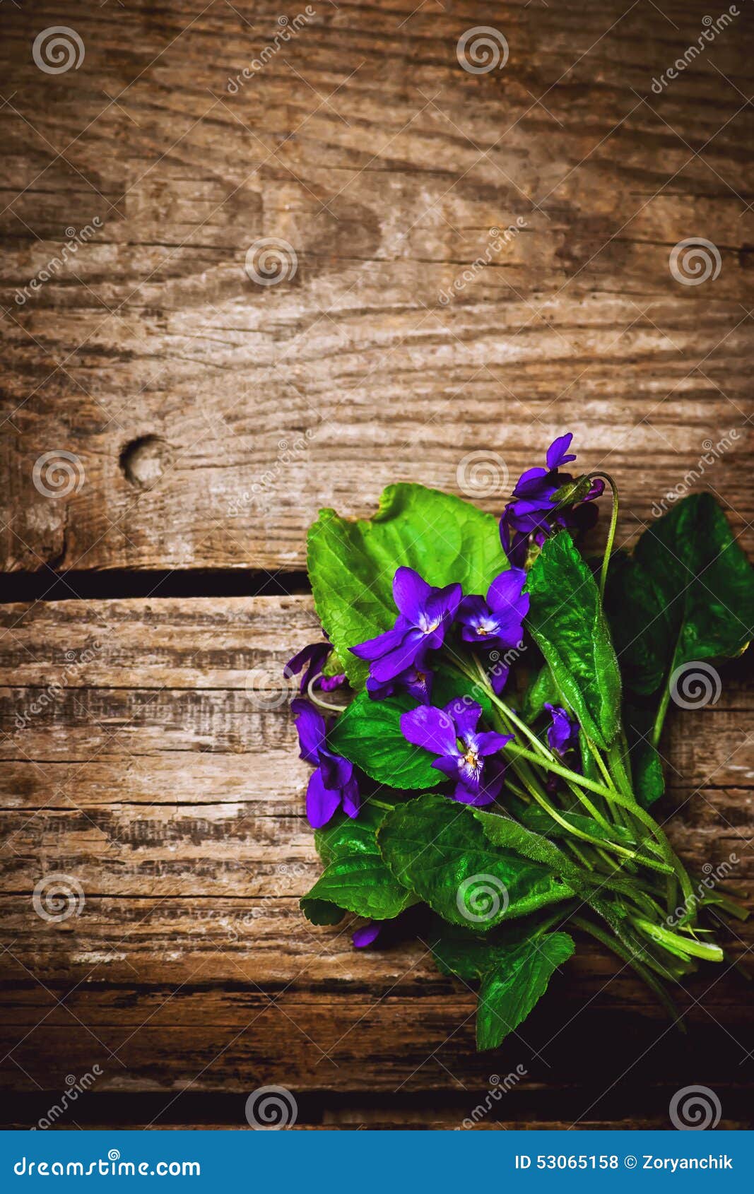 Ramo De Violetas Del Bosque Foto de archivo - Imagen de floral ...