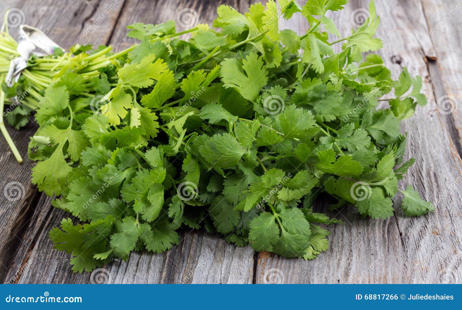 Ramo Del Coriandro O Del Cilantro Foto de archivo - Imagen de alimento ...