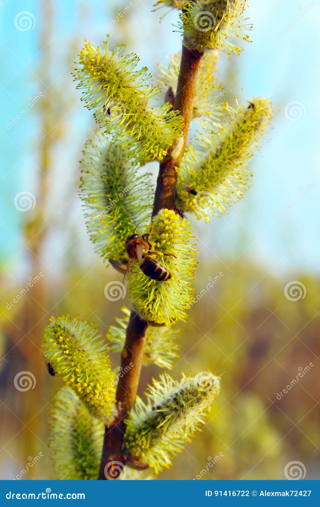 Ramo Del Salice in Primavera Fotografia Stock - Immagine di filiale ...