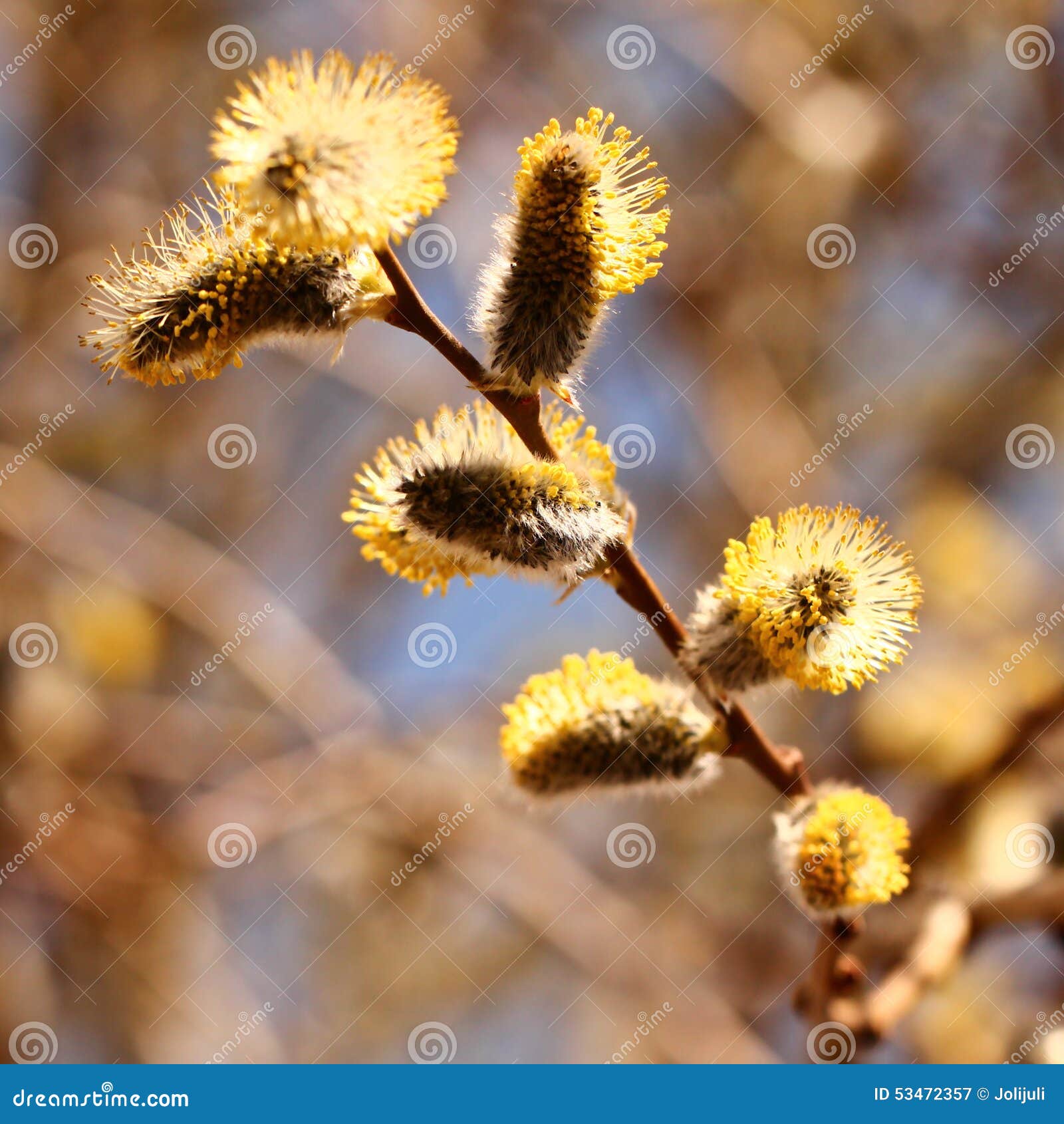 Ramo del salice purulento immagine stock. Immagine di albero - 53472357