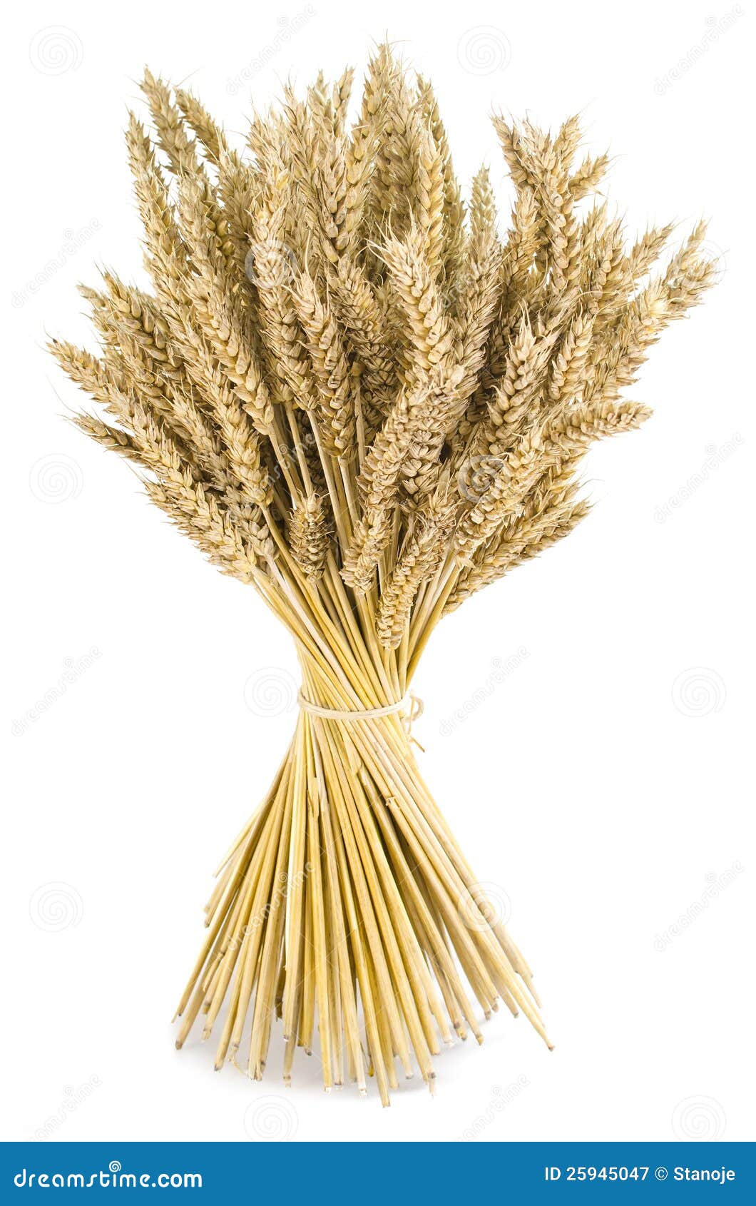 Ramo De Trigo Significado - FDPLEARN