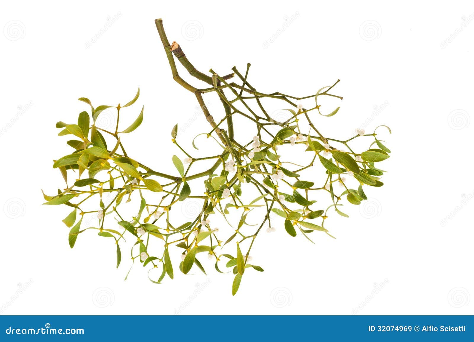 Ramo del vischio immagine stock. Immagine di ramoscello - 32074969