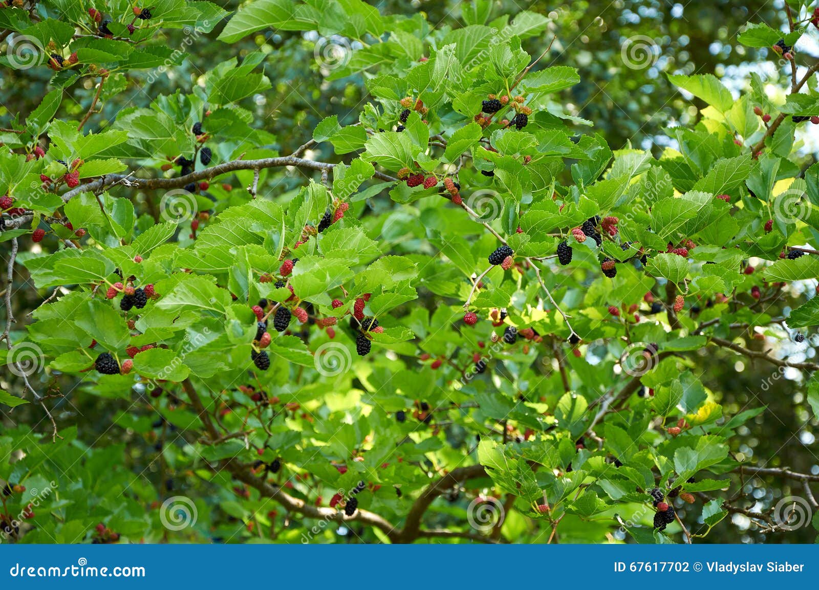Ramo dell'albero di gelso fotografia stock. Immagine di sviluppisi ...