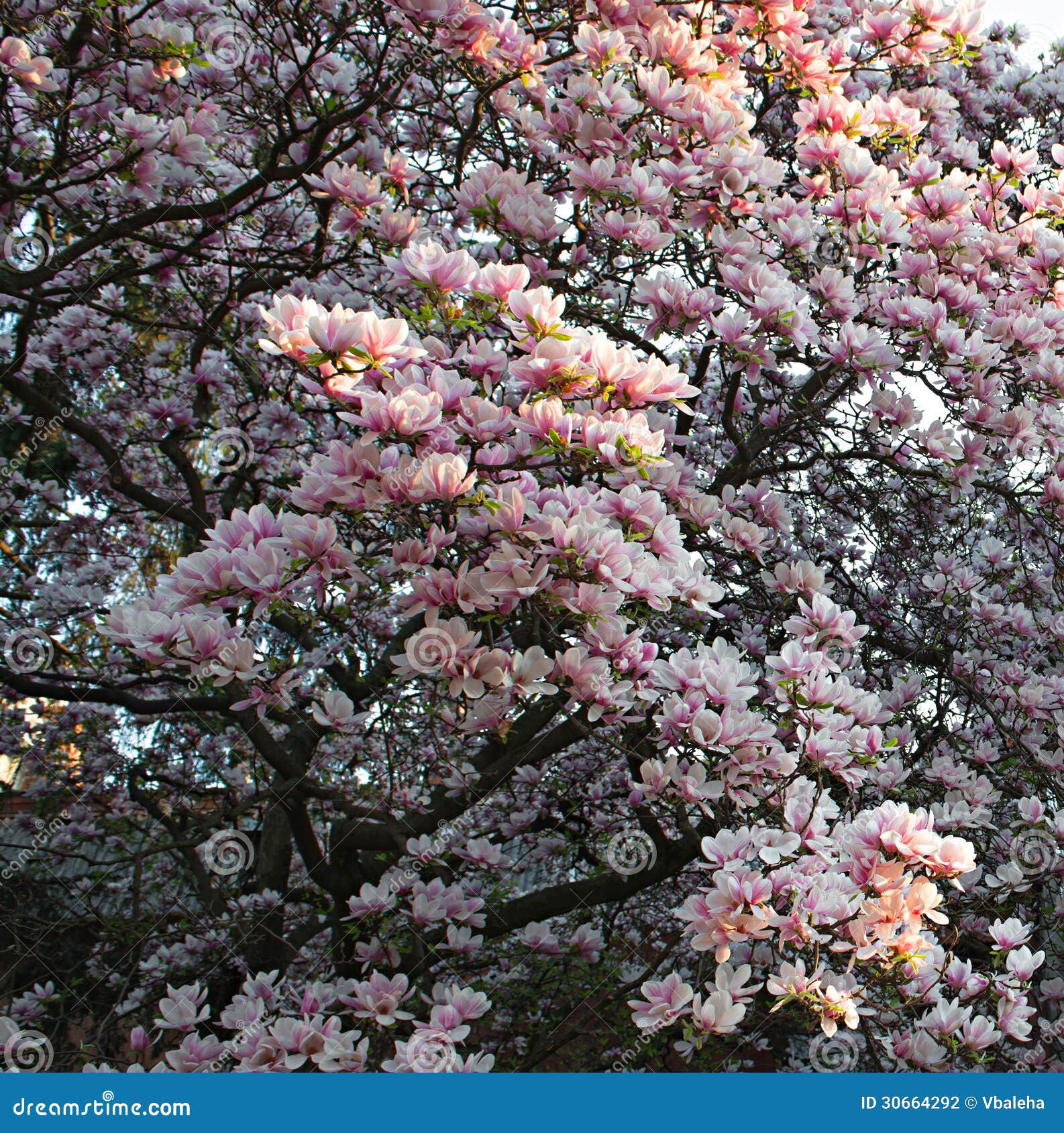 Ramo Dell'albero Rosa Della Magnolia Fotografia Stock - Immagine di ...