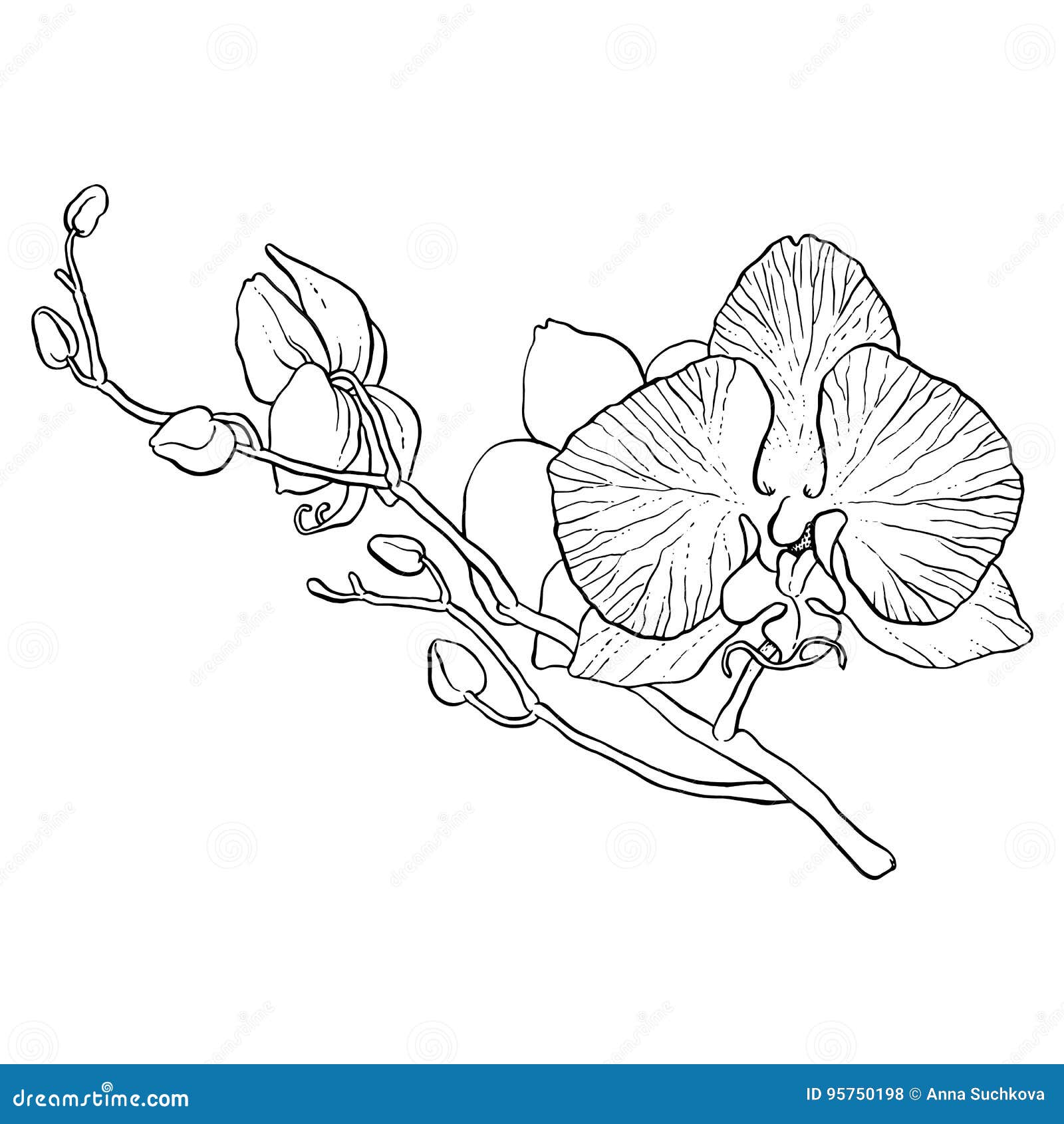 Ramo dell'orchidea illustrazione vettoriale. Illustrazione di fiore ...