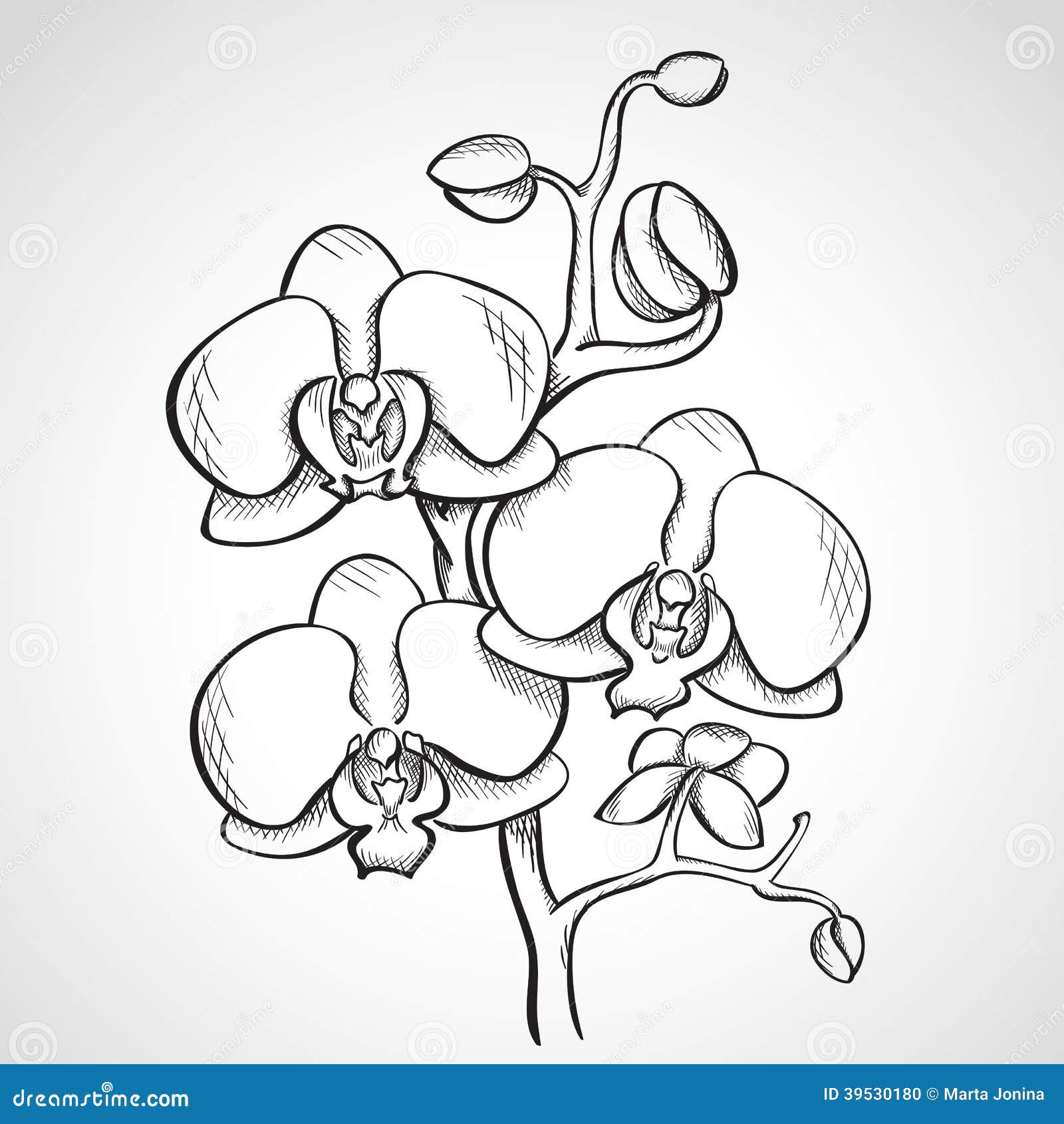Ramo Dell'orchidea Di Schizzo Illustrazione di Stock - Illustrazione di ...
