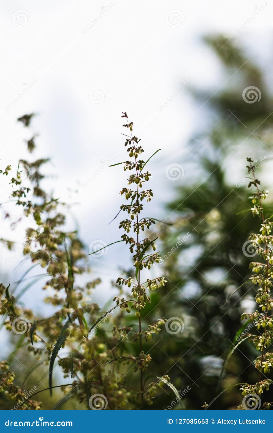 Ramo Della Cannabis E Della Marijuana Ganja, Bello Albero Della Canapa ...