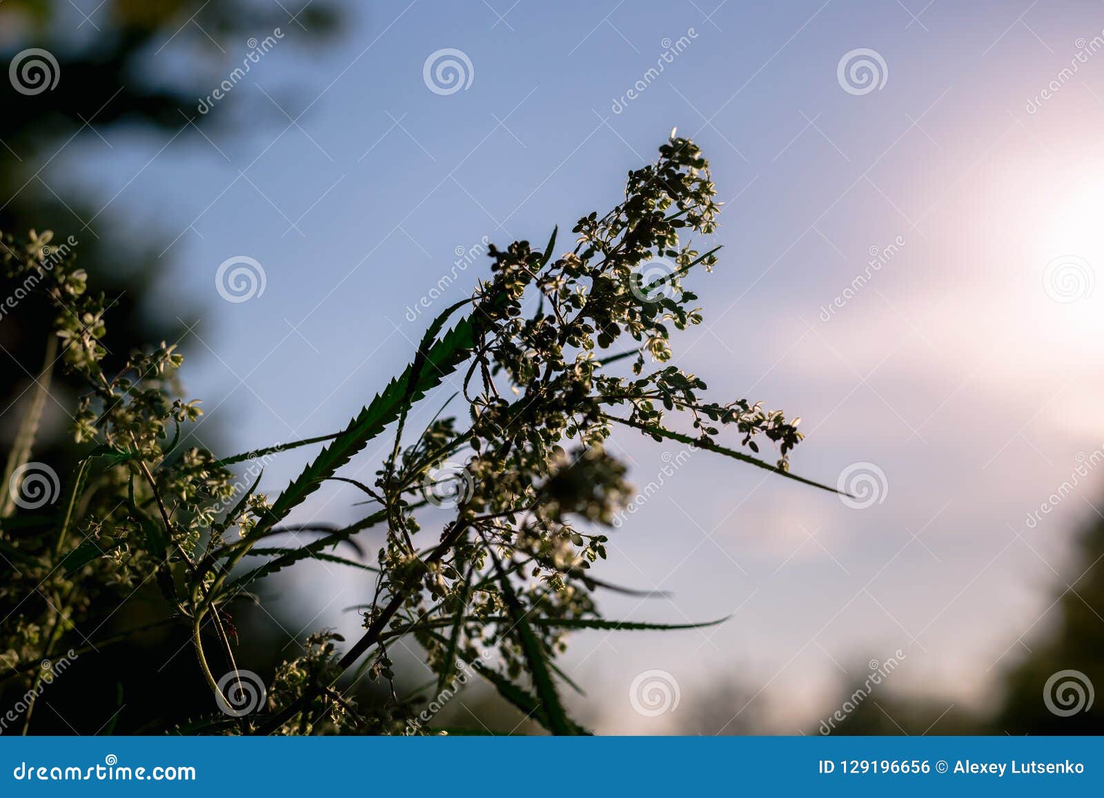 Ramo Della Cannabis E Della Marijuana Nel Tramonto Fotografia Stock ...