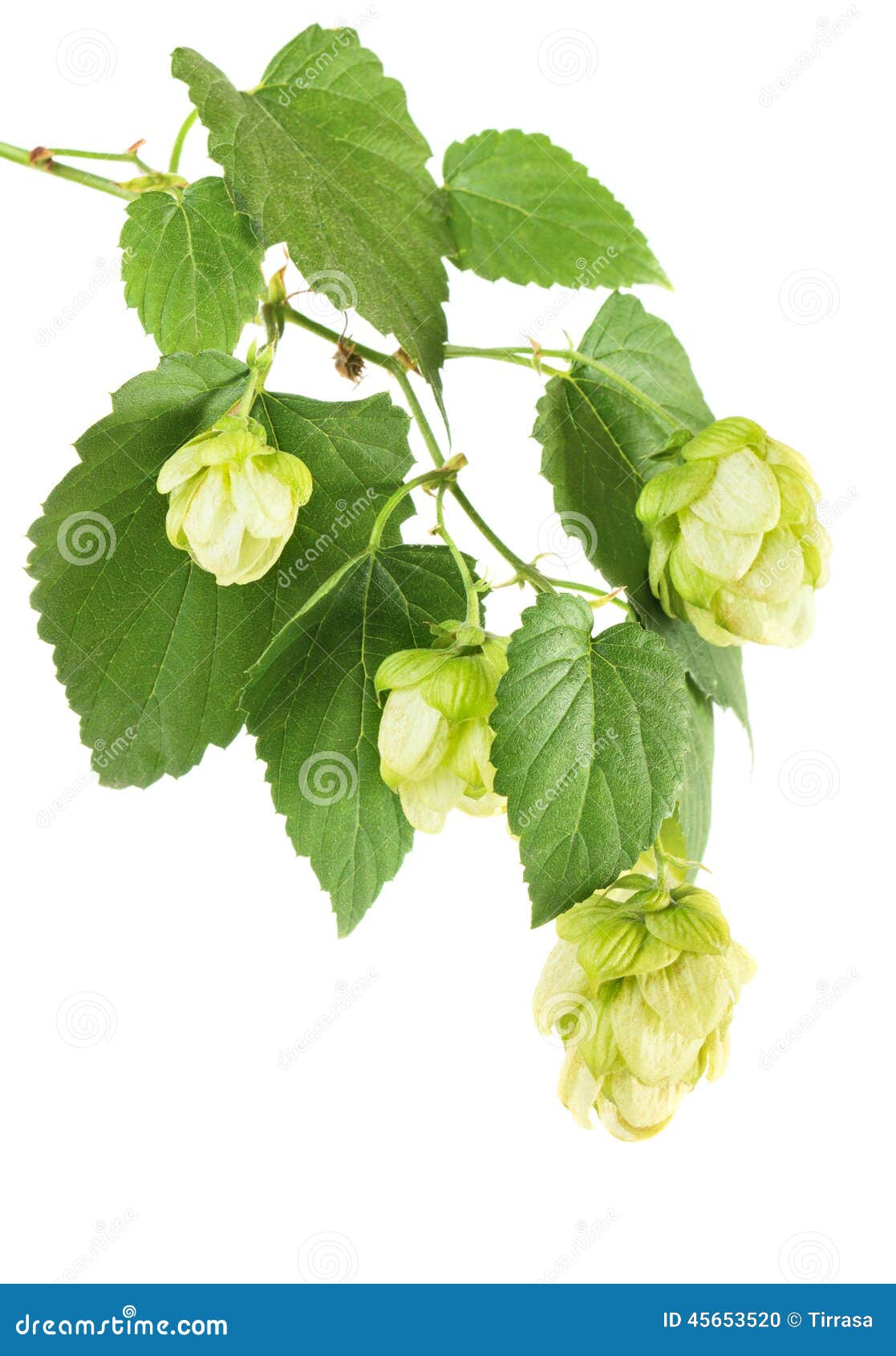 Ramo Della Pianta Del Luppolo Fotografia Stock - Immagine di ...