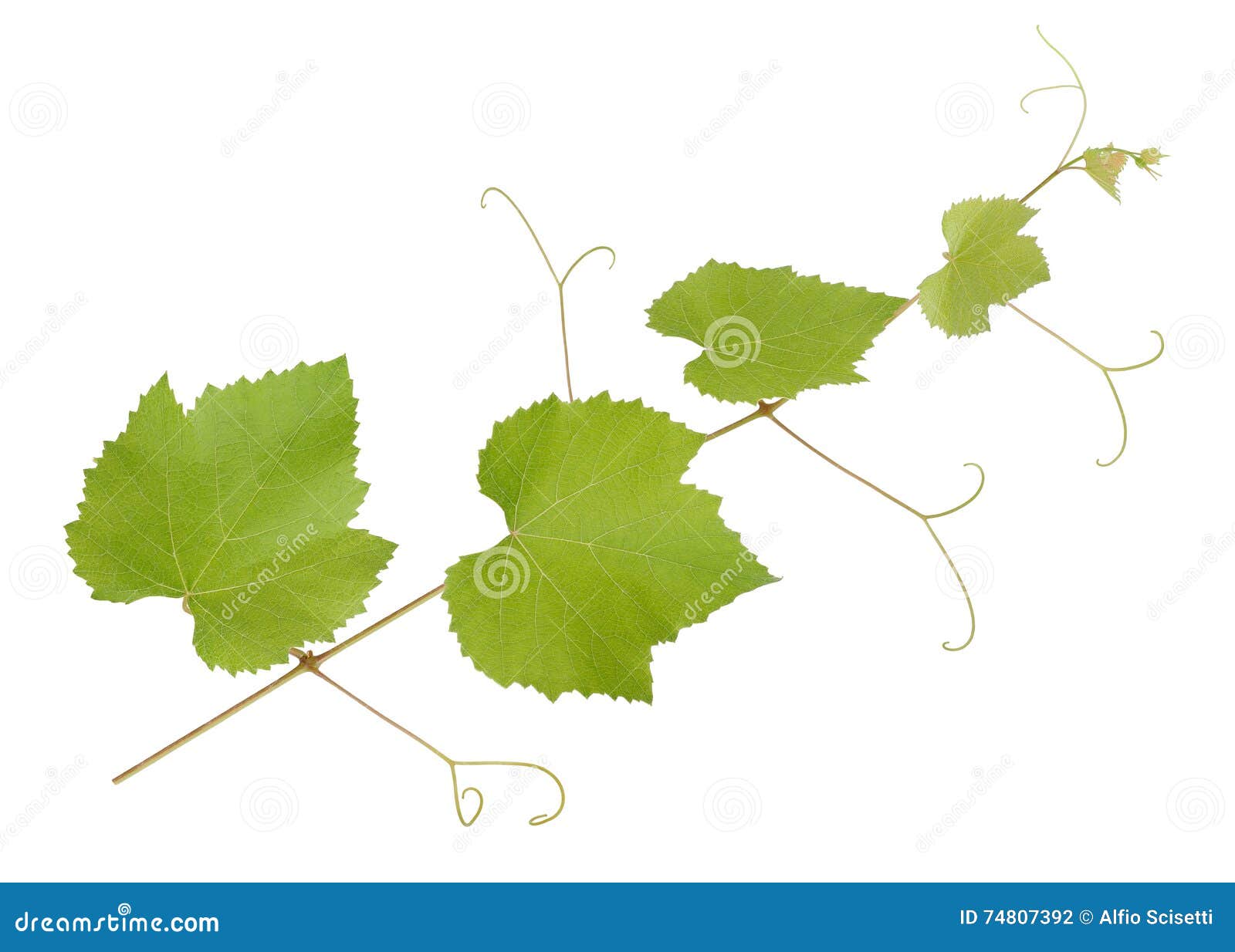 Ramo Della Vite Con Le Foglie Fotografia Stock - Immagine di ramoscello ...