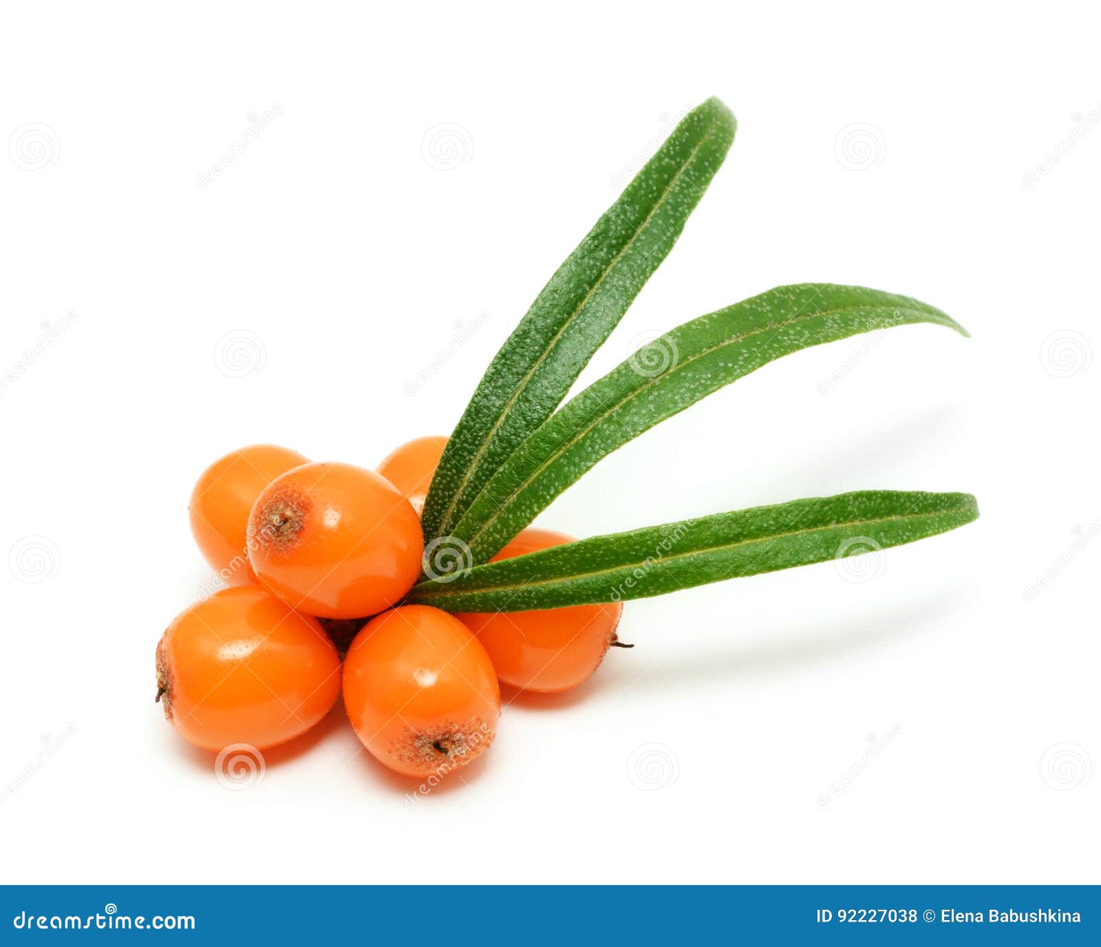 Ramo Delle Bacche Dell'olivello Spinoso Fotografia Stock - Immagine di ...