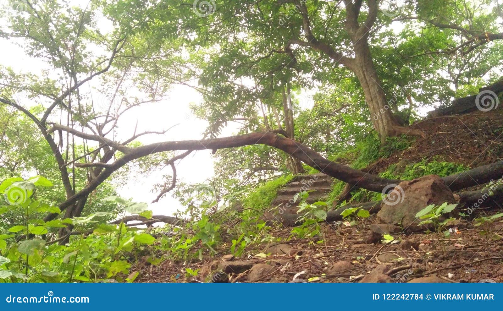 Ramo di albero fotografia stock. Immagine di albero - 122242784