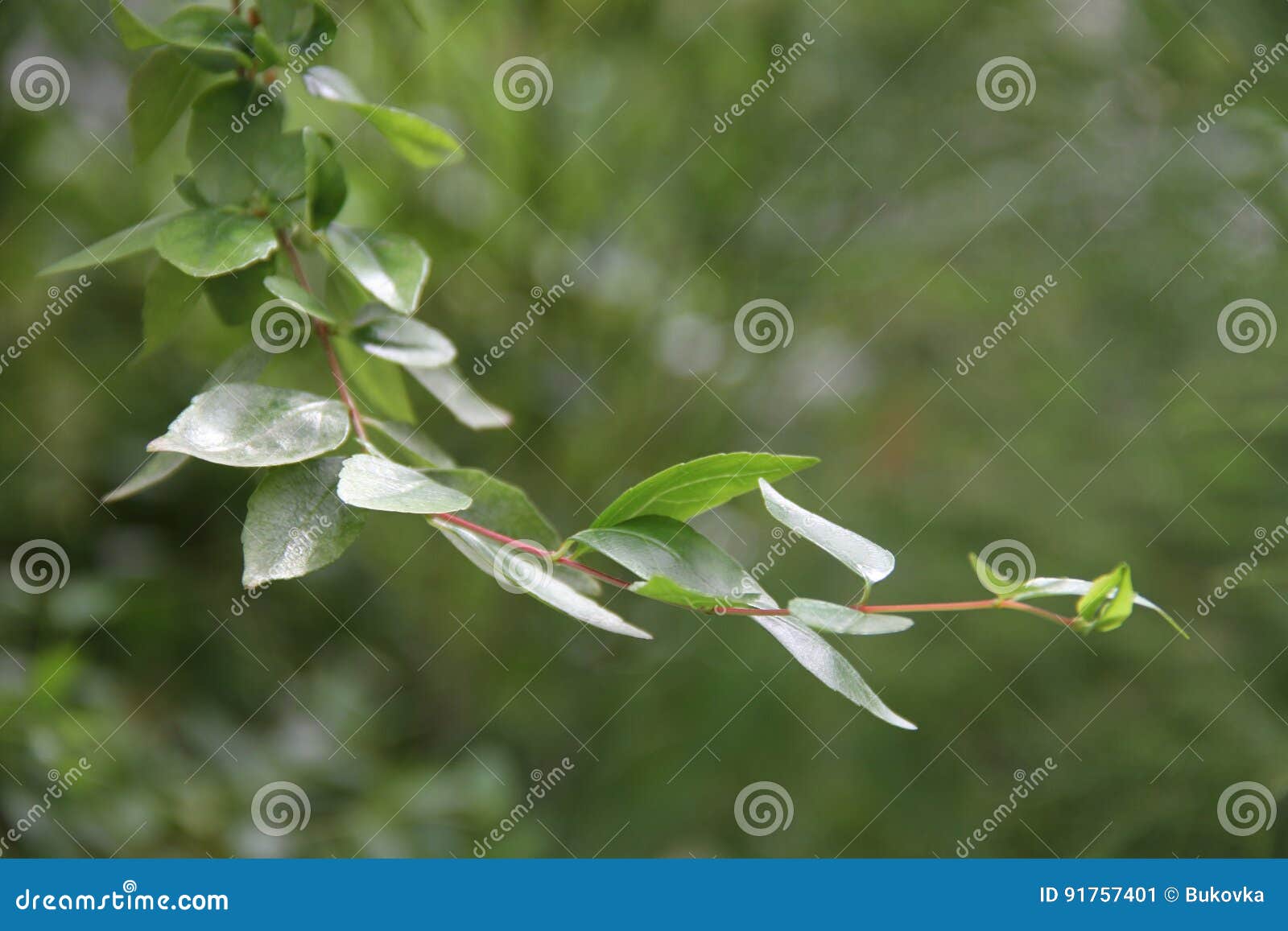 Ramo di albero immagine stock. Immagine di riflesso, grande - 91757401