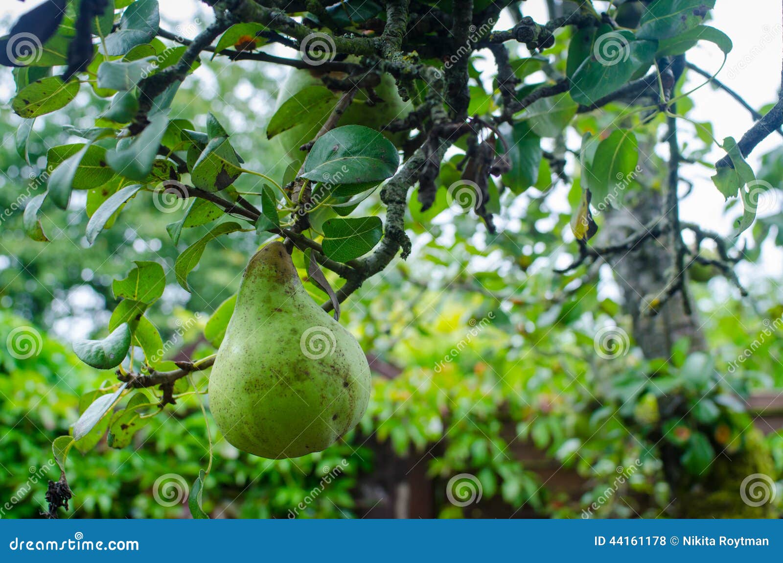Ramo Di Albero Con La Frutta Della Pera Fotografia Stock - Immagine di ...