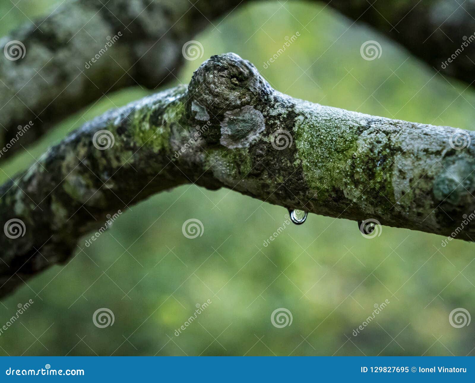 Ramo Di Albero Con Le Gocce Di Acqua Immagine Stock - Immagine di verde ...