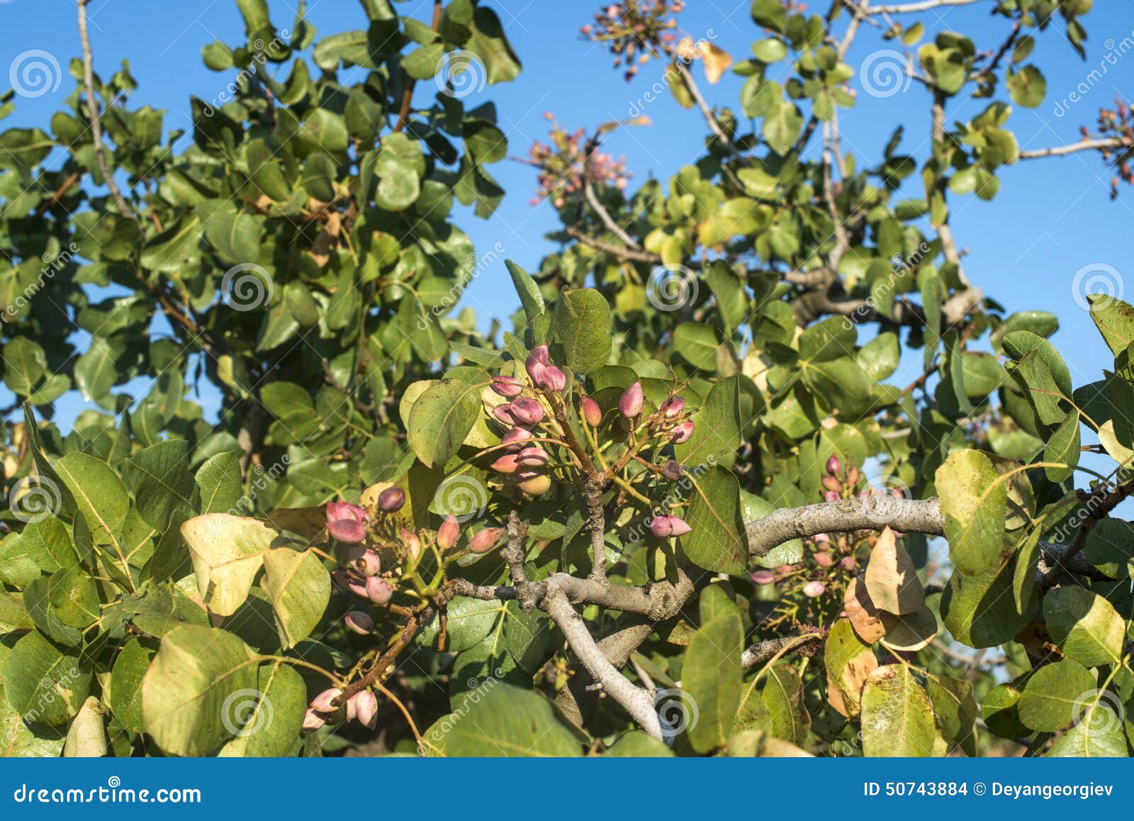 Ramo Di Albero Del Pistacchio Fotografia Stock - Immagine di coltura ...