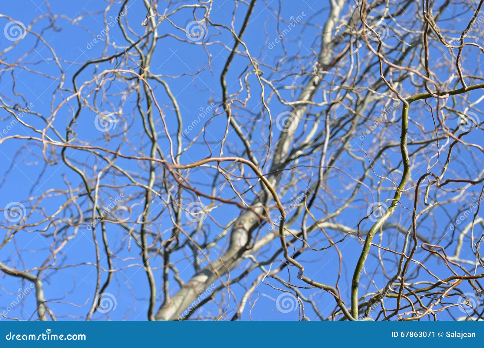 Ramo Di Albero Del Salice in Primavera Immagine Stock - Immagine di ...
