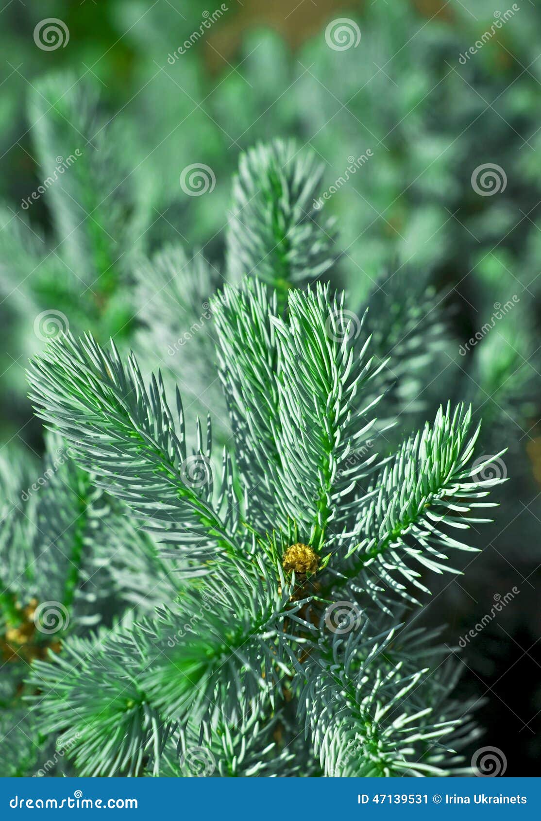 Ramo di albero dell'abete immagine stock. Immagine di abete - 47139531