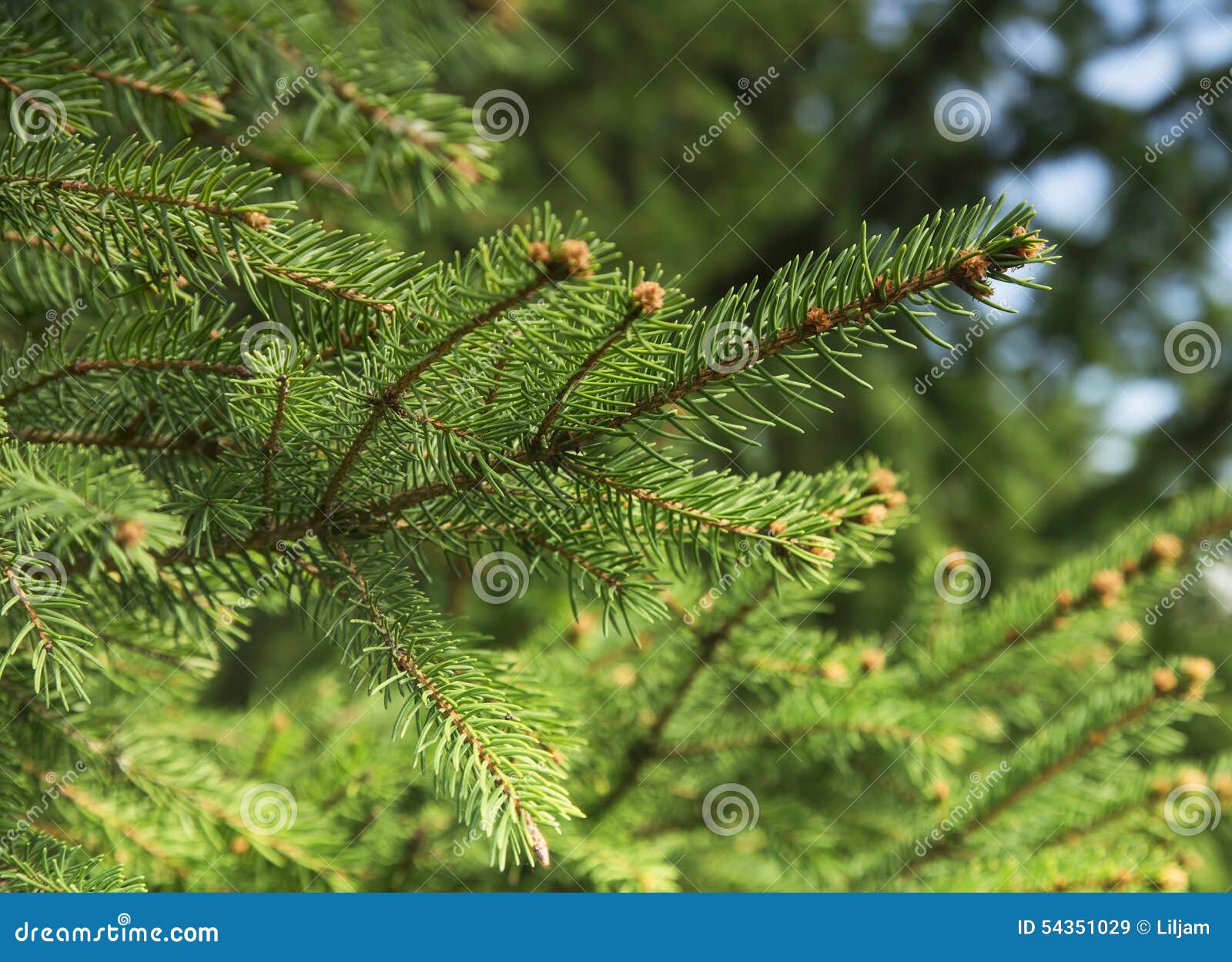 Ramo di albero dell'abete immagine stock. Immagine di verde - 54351029