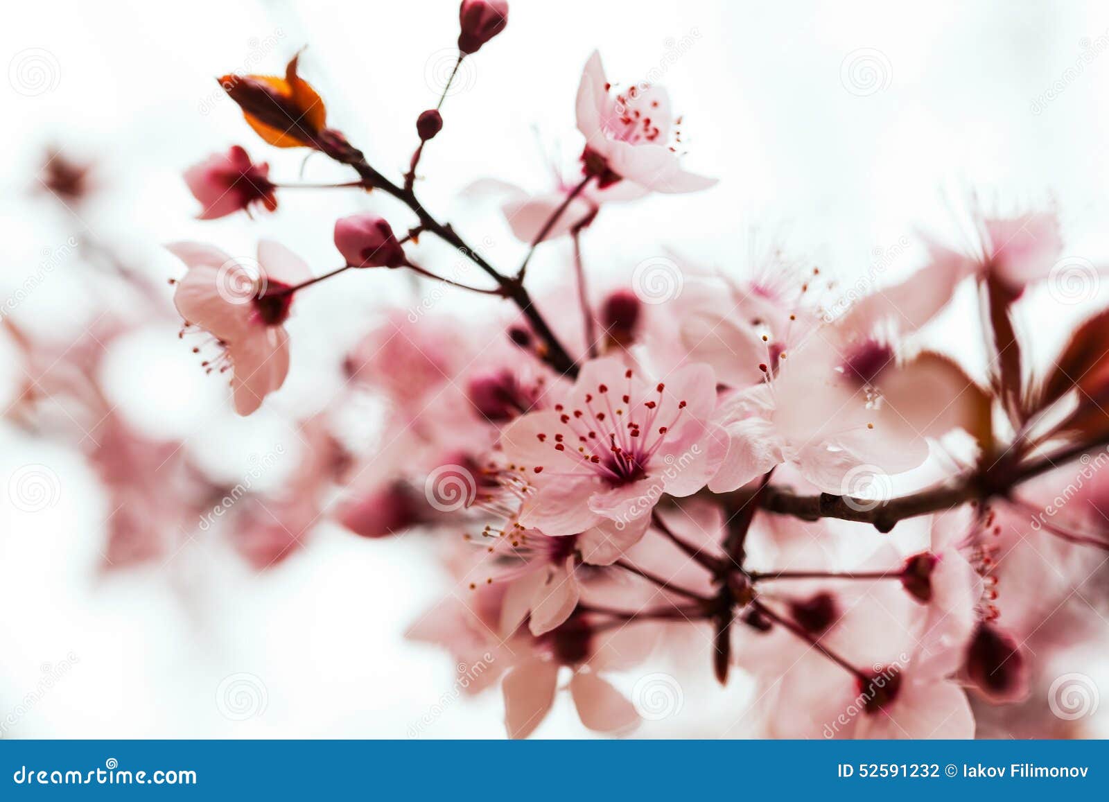 Ramo Di Albero in Fioritura Fotografia Stock - Immagine di nave ...