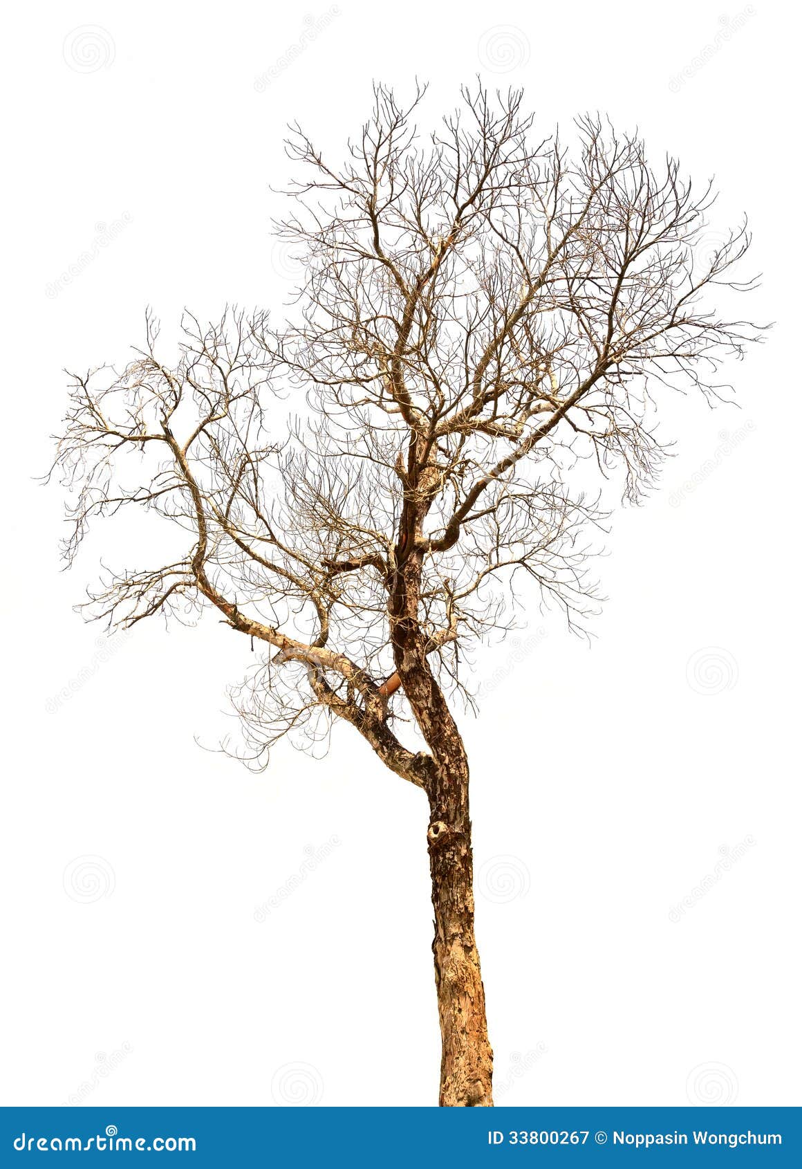 Ramo di albero isolato immagine stock. Immagine di naughty - 33800267