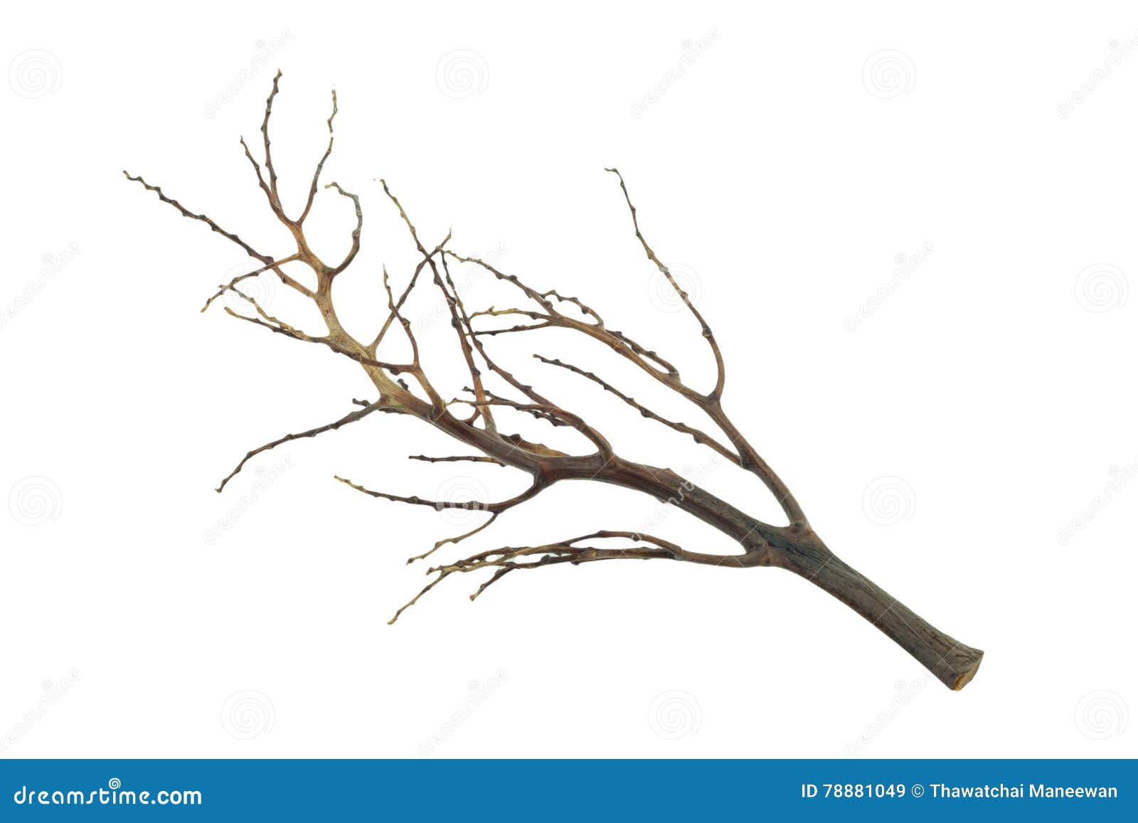 Ramo Di Albero, Ramo Morto Isolato Immagine Stock - Immagine di nave ...