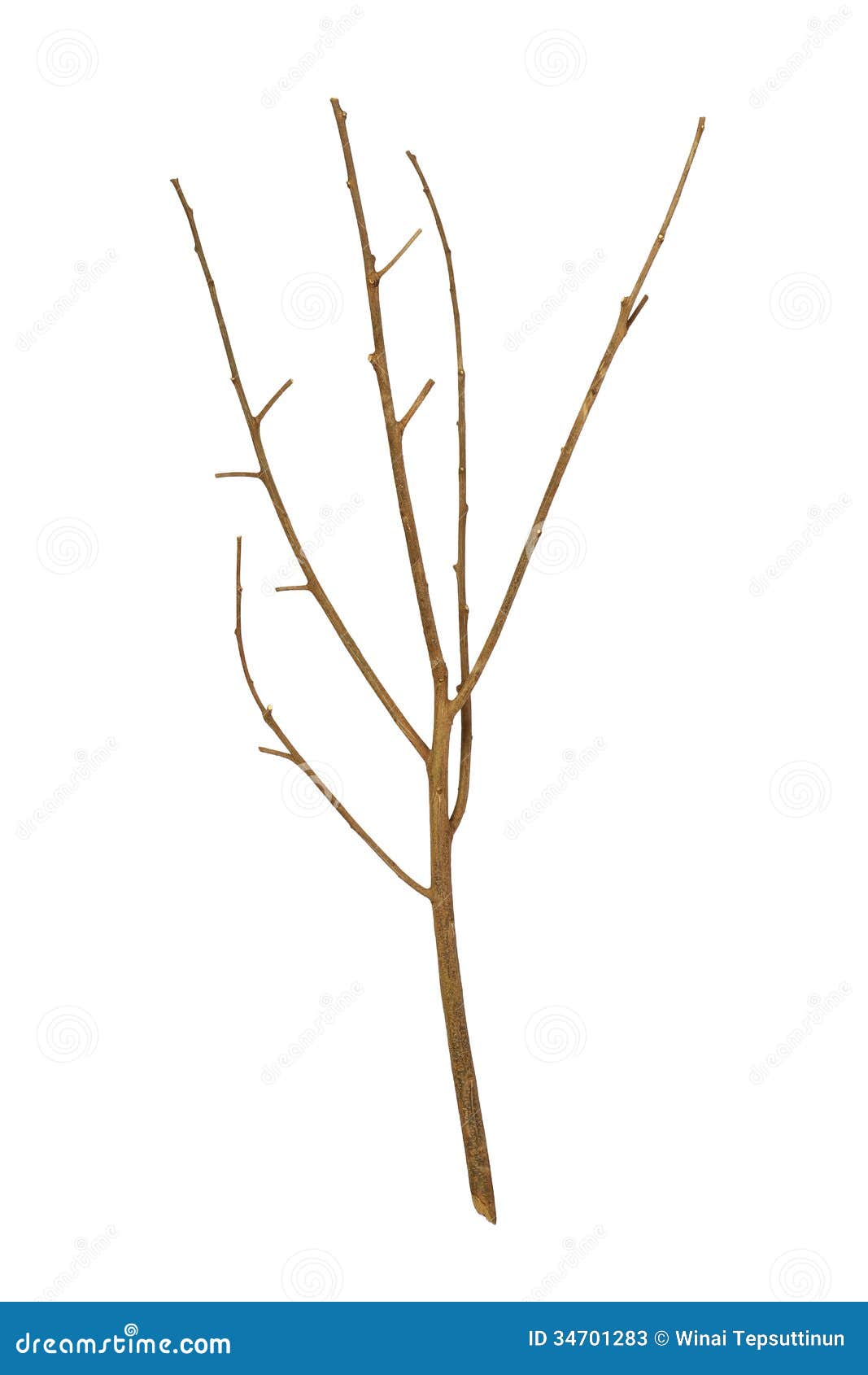 Ramo di albero secco immagine stock. Immagine di legno - 34701283