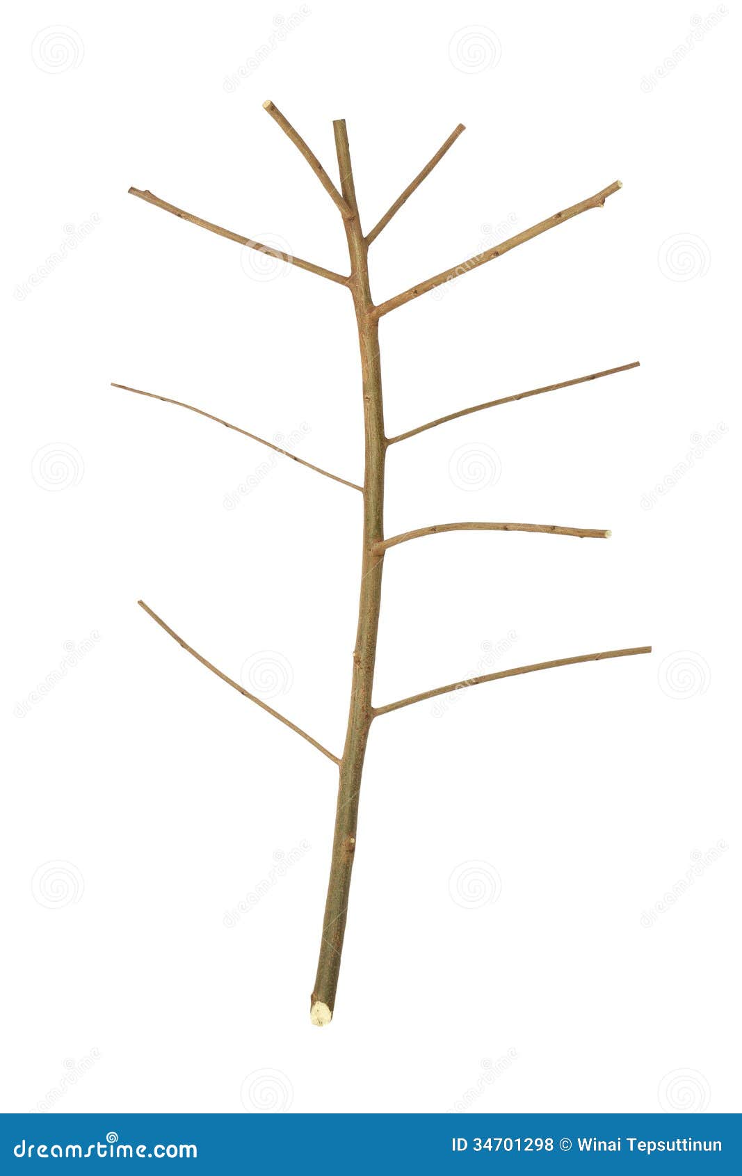 Ramo di albero secco fotografia stock. Immagine di pianta - 34701298