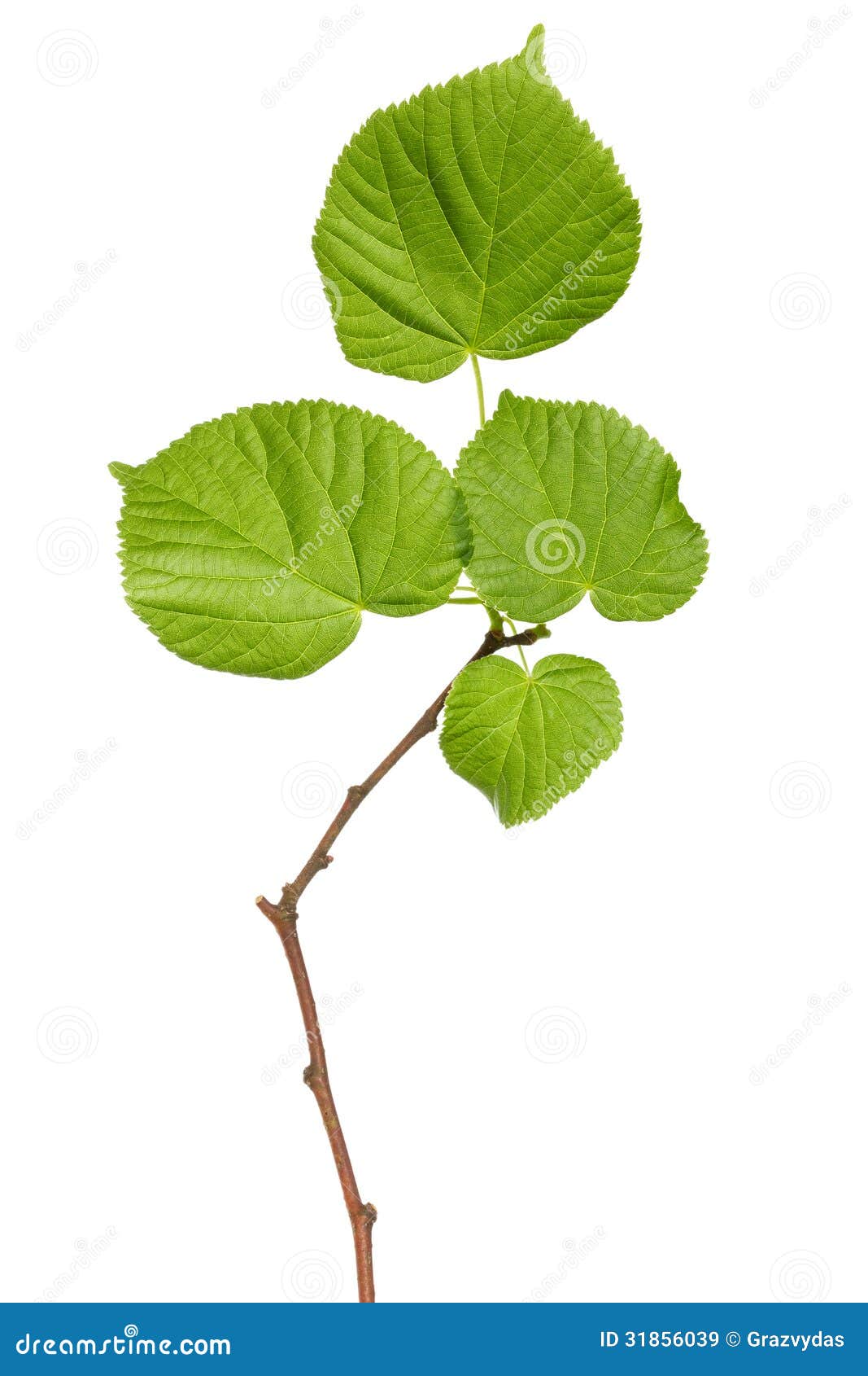 Ramo Di Albero Su Fondo Bianco Immagine Stock - Immagine di legno ...