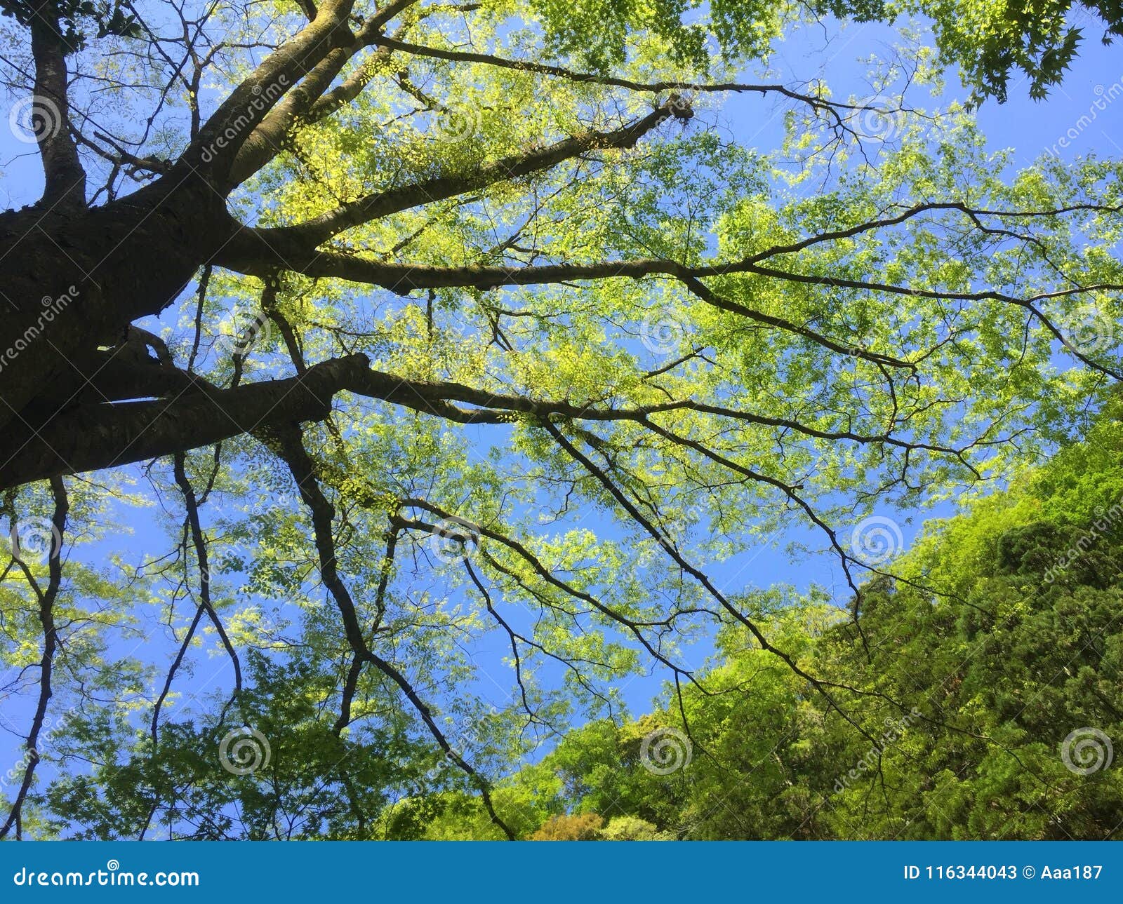 Ramo Di Albero Verde Contro Cielo Blu Immagine Stock - Immagine di ...
