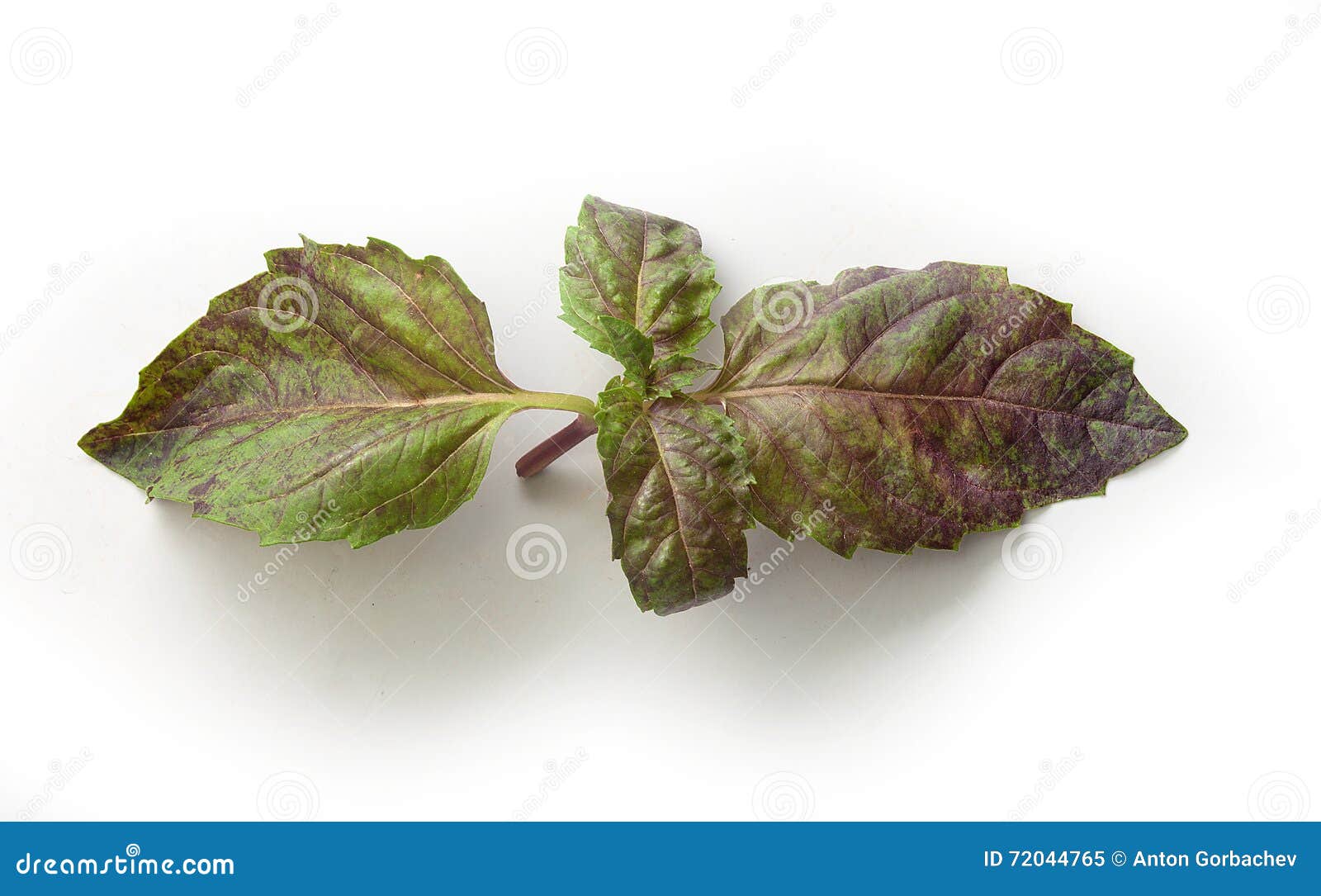 Ramo Di Basilico Verde E Porpora Immagine Stock - Immagine di raccolta ...