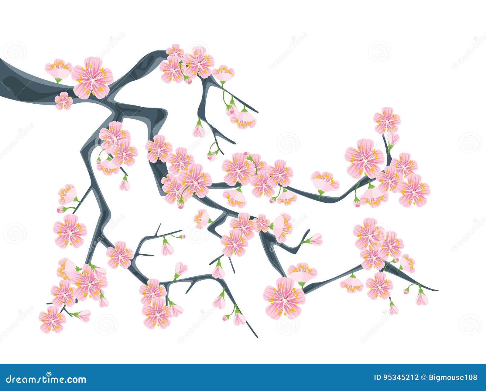 Ramo Di Sakura O Di Cherry Blossoms Vettore Illustrazione Vettoriale ...