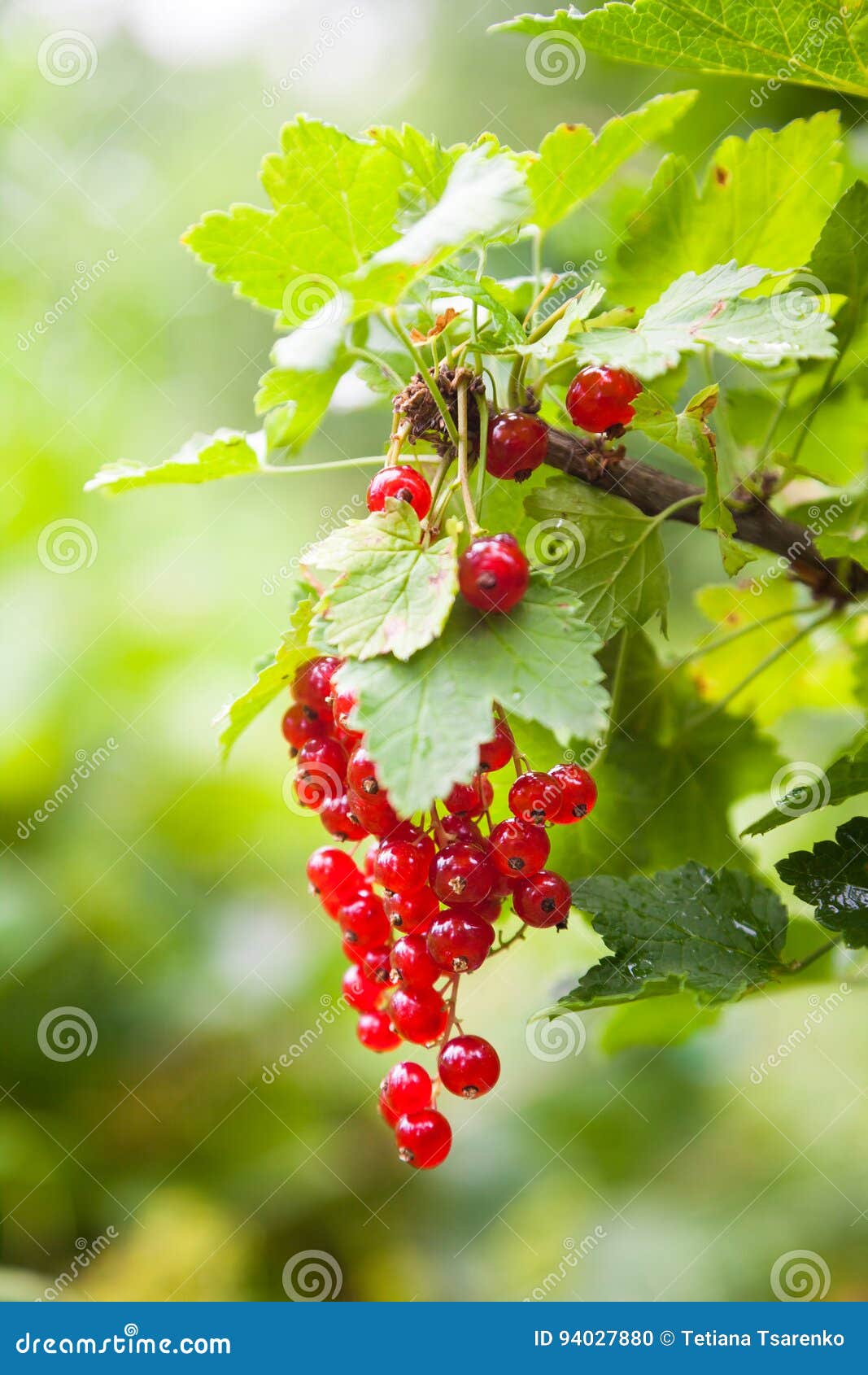 Ramo Di Un Ribes Su Un Cespuglio Fotografia Stock - Immagine di nave ...