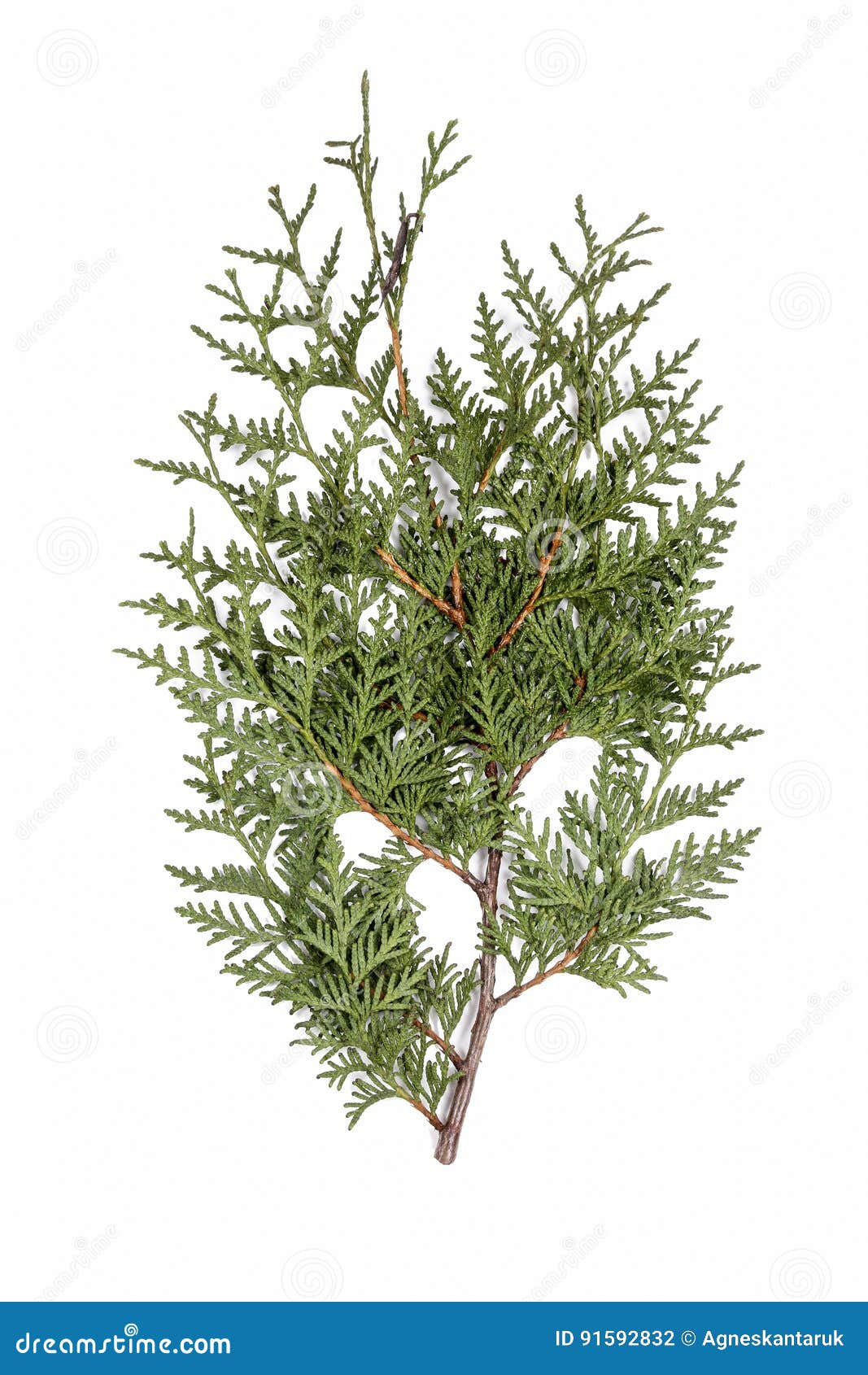 Ramo Do Cedro Branco Dos Occidentalis Do Thuja Isolado Foto de Stock ...