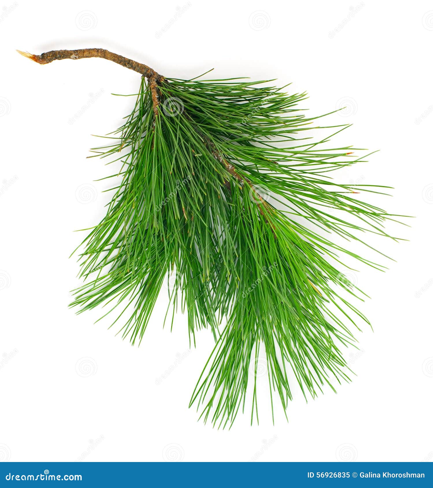 Ramo Do Cedro No Branco Isolado Imagem de Stock - Imagem de filial ...