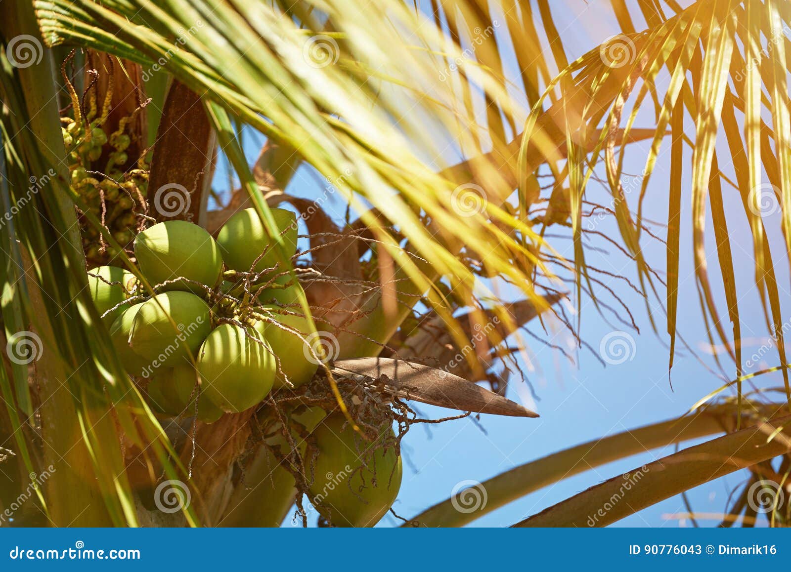 Ramo Do Coco Na Palma Da árvore Imagem de Stock - Imagem de folha ...