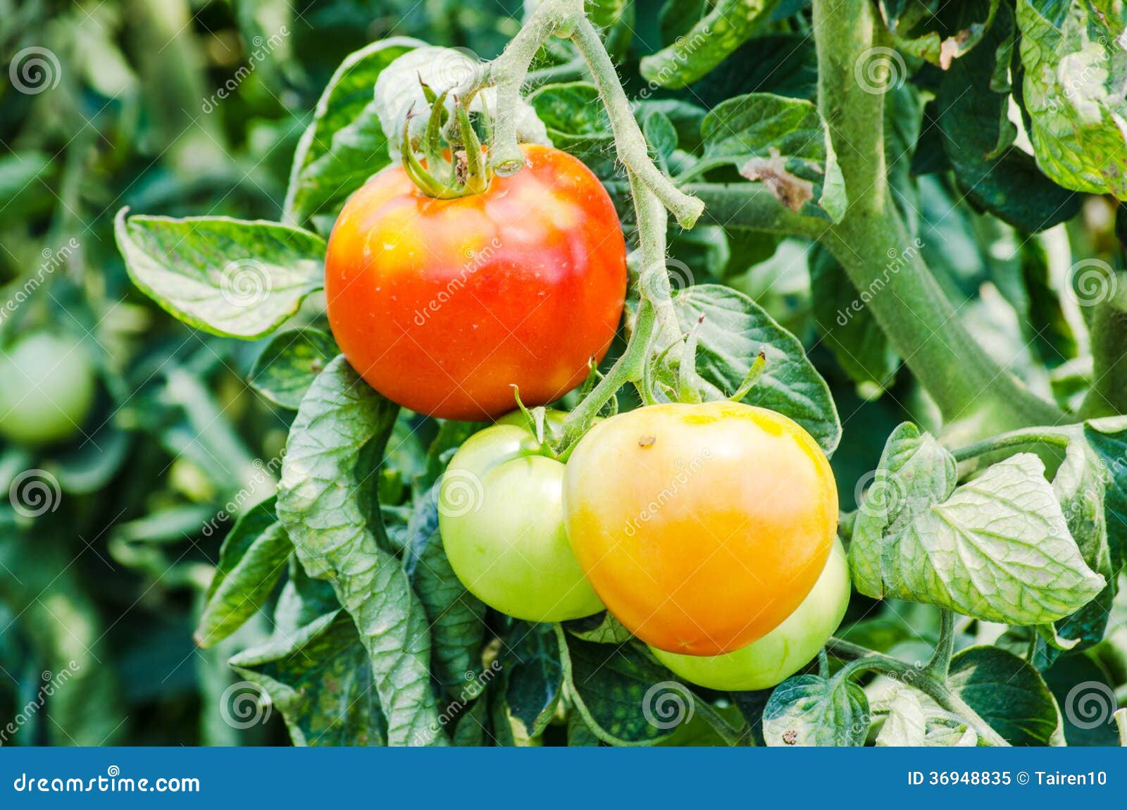 Ramo dos tomates imagem de stock. Imagem de crescimento - 36948835