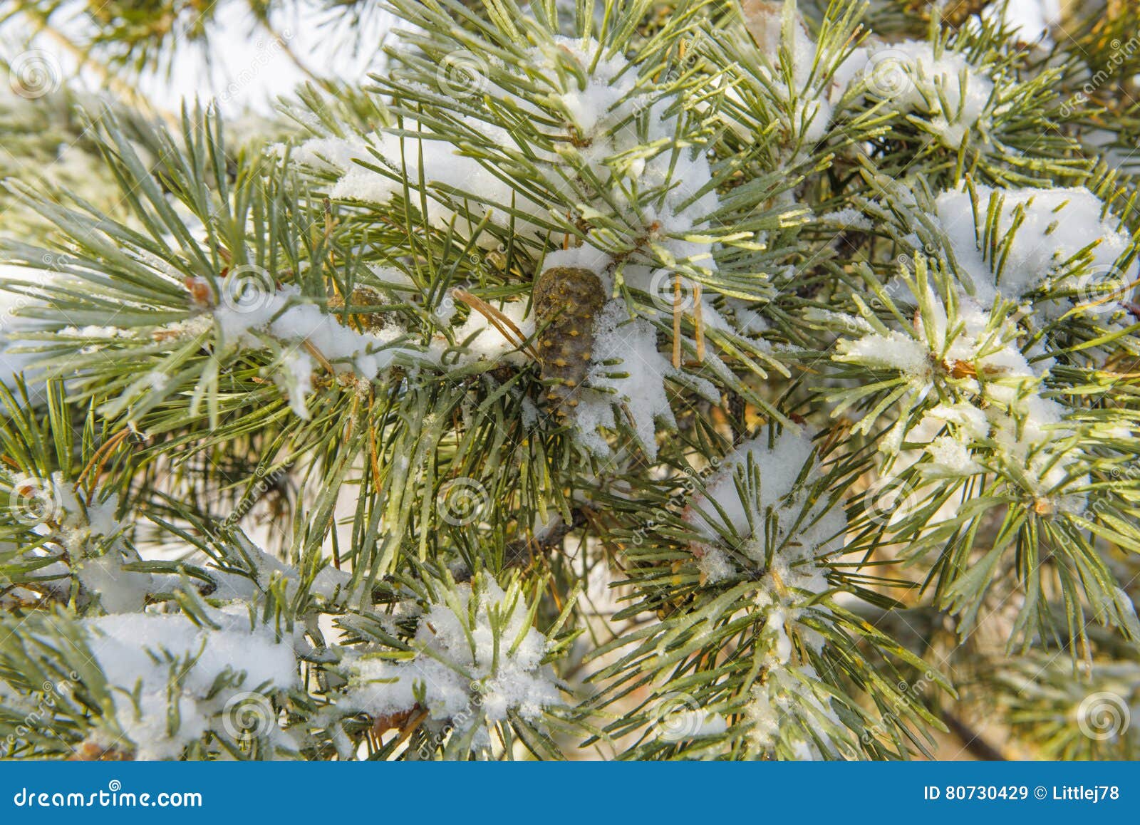 Ramo E Pigna Dell'albero Di Natale in Neve Immagine Stock - Immagine di ...