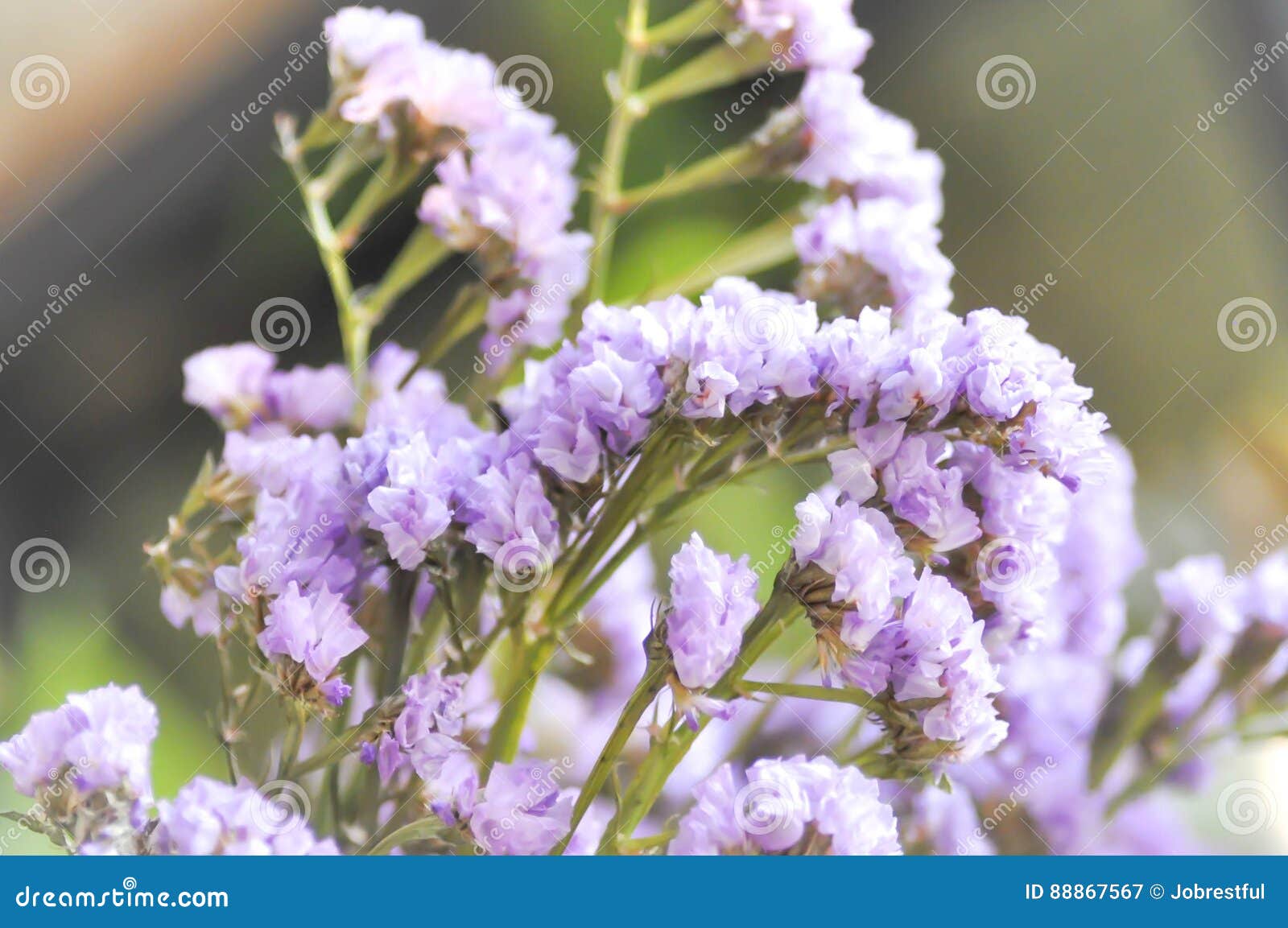 Ramo En El Florero, Flor De La Flor De Statice Del Statice Imagen de ...