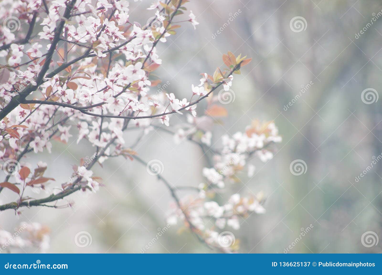 Ramo, Fiore, Primavera, Cherry Blossom Immagine. Immagine: 136625137