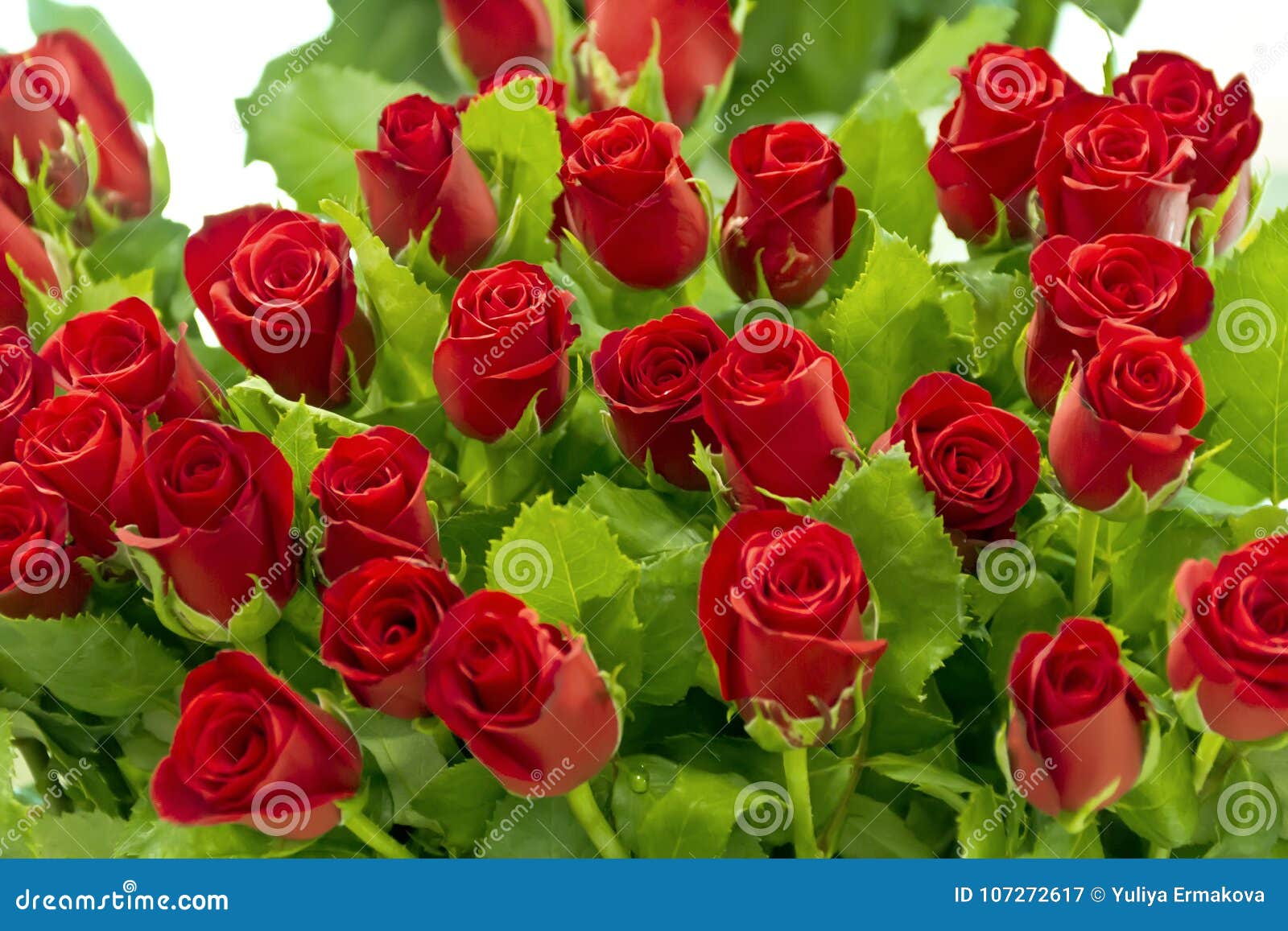 Ramo grande de rosas rojas imagen de archivo. Imagen de departamento ...