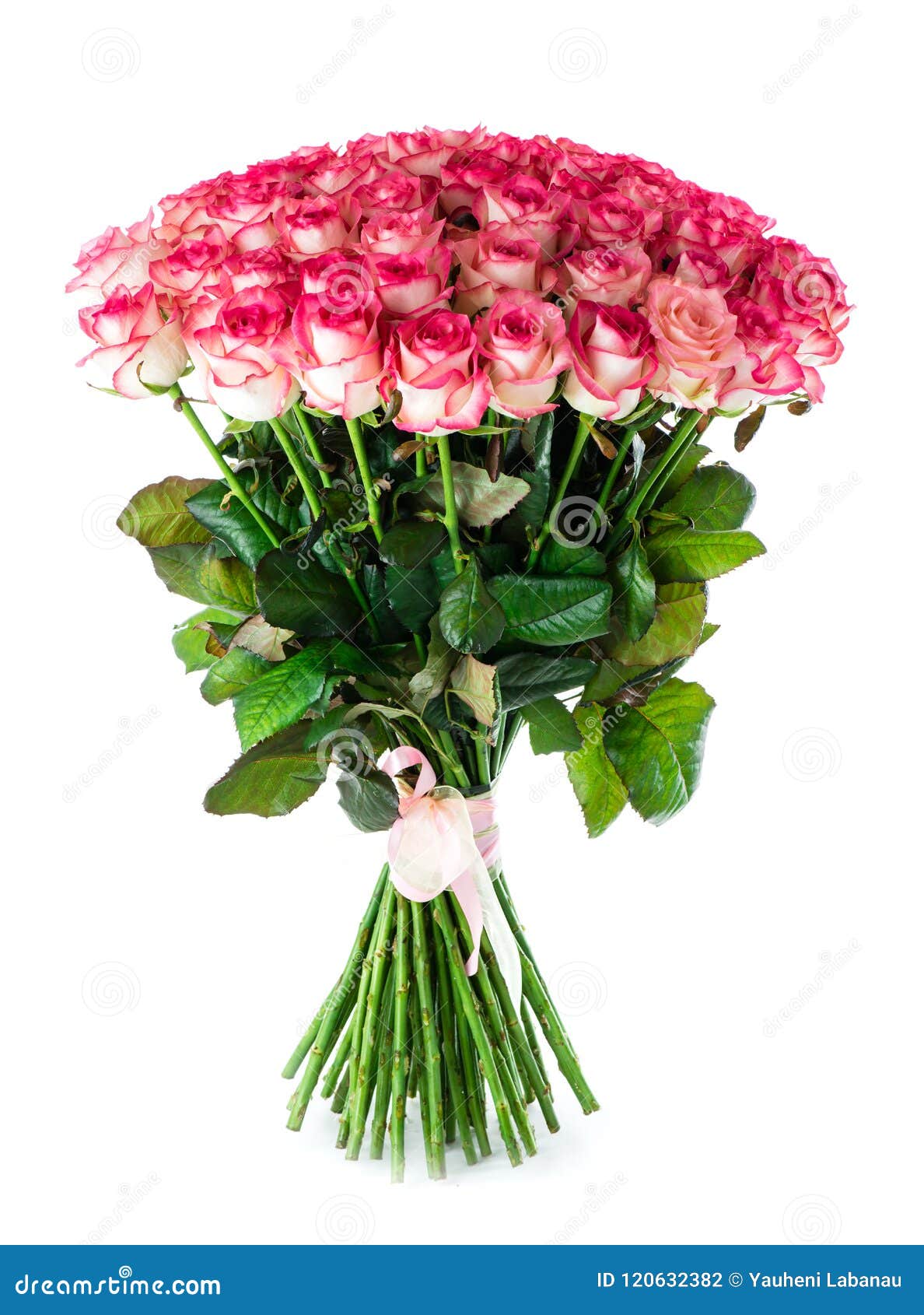 Ramo Grande De Rosas Rosadas, Aislado Foto de archivo - Imagen de ...