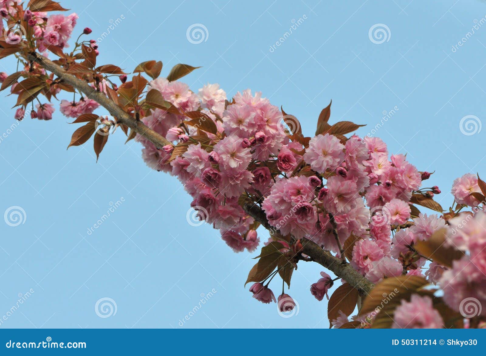 Ramo Longo Com Cherry Blossoms Cor-de-rosa Foto de Stock - Imagem de ...